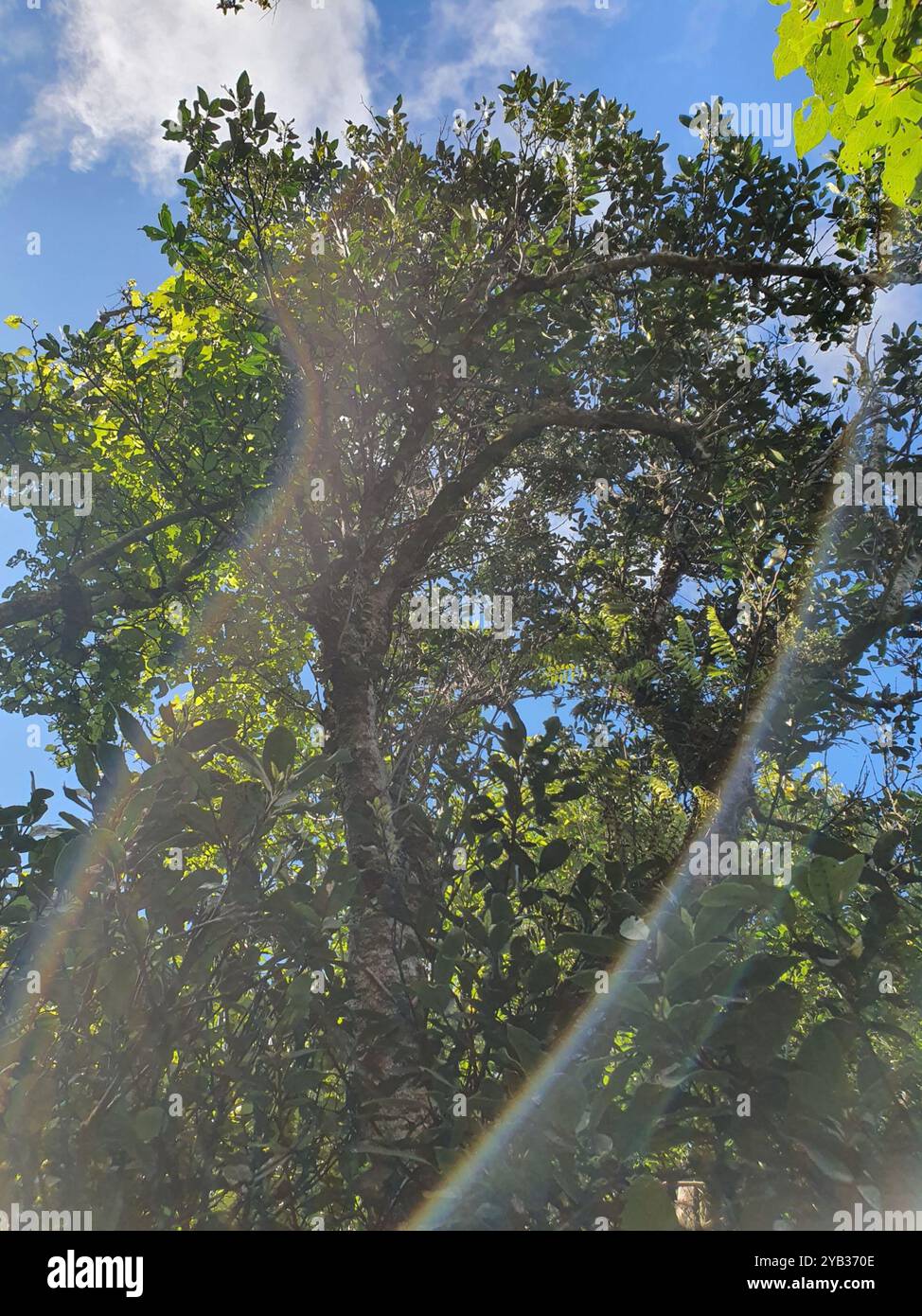 Pigeonwood (Hedycarya arborea) Plantae Stock Photo - Alamy