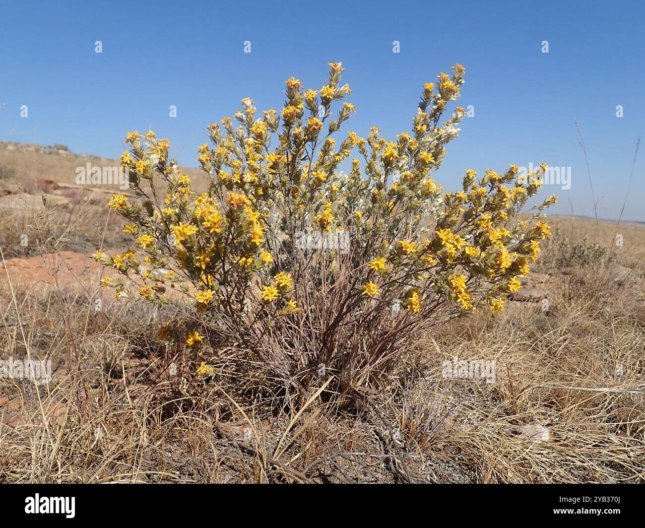 Highveld Curryflower (Lasiosiphon canoargenteus) Plantae Stock Photo ...