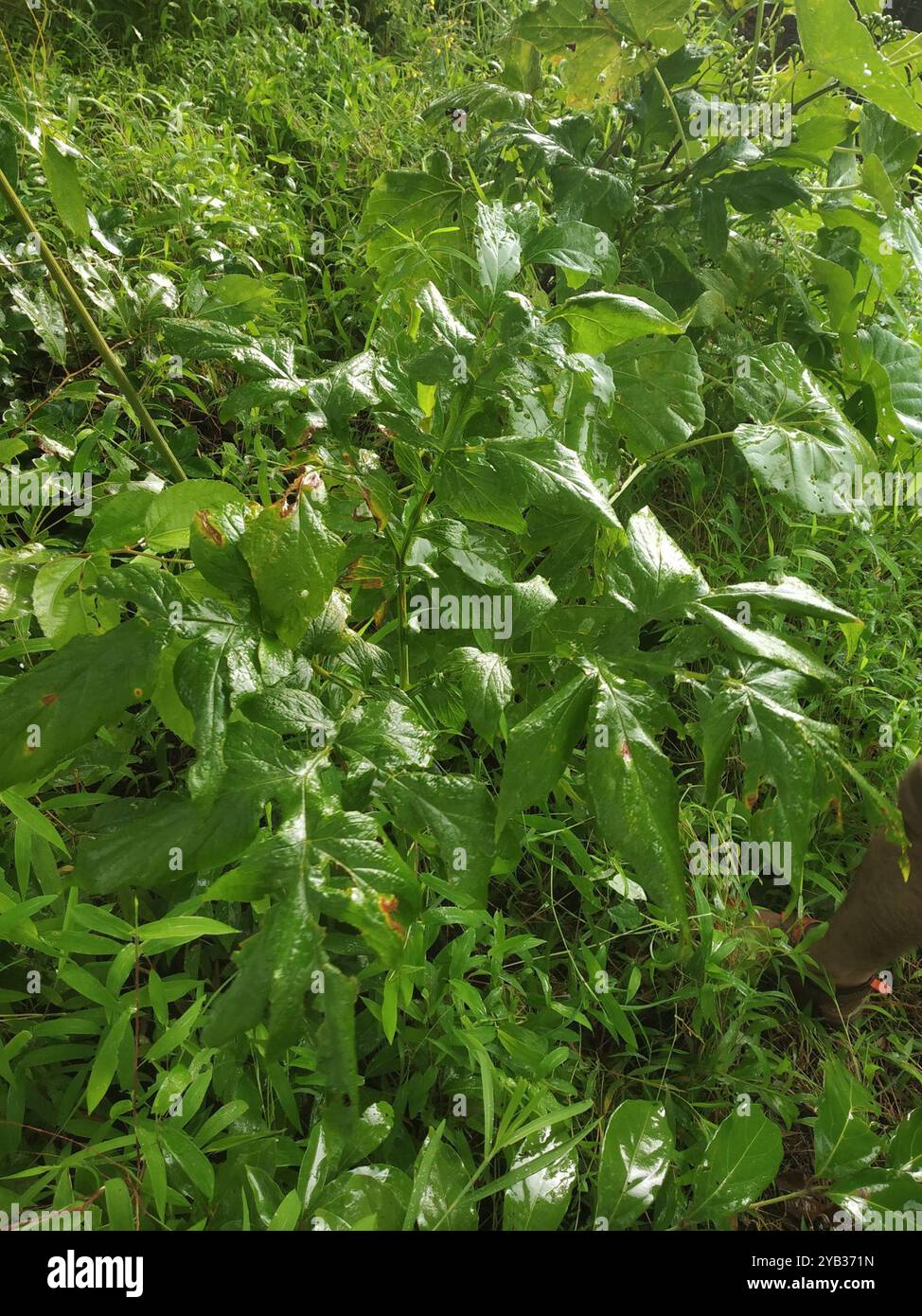 Polynesian Arrowroot (Tacca leontopetaloides) Plantae Stock Photo - Alamy