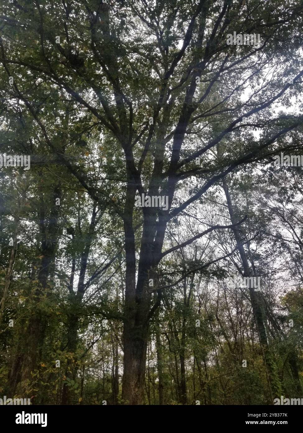 overcup oak (Quercus lyrata) Plantae Stock Photo - Alamy