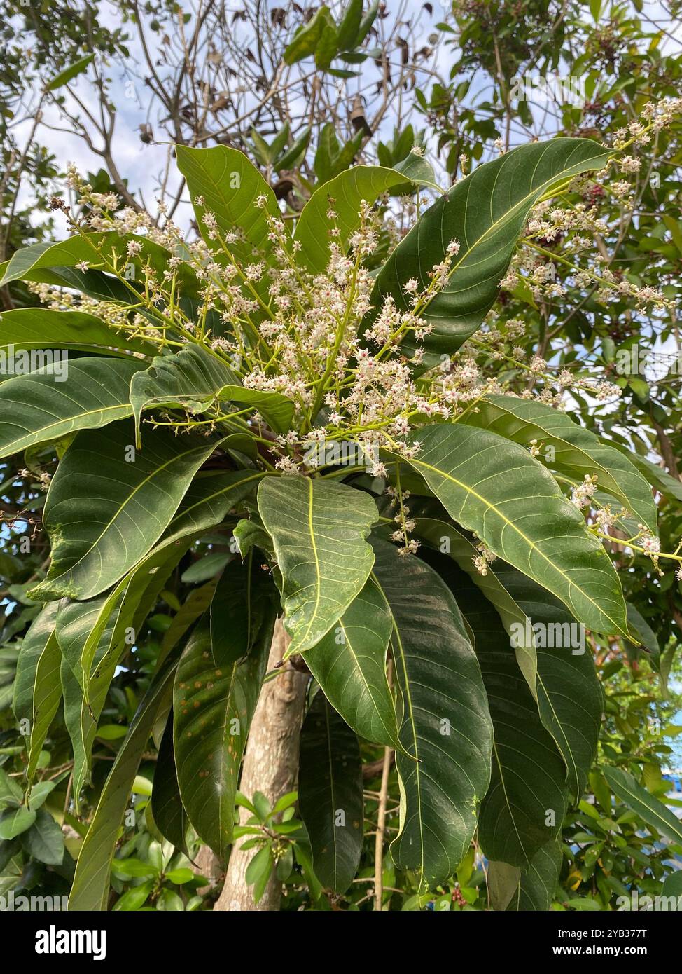 (Semecarpus gigantifolia) Plantae Stock Photo - Alamy