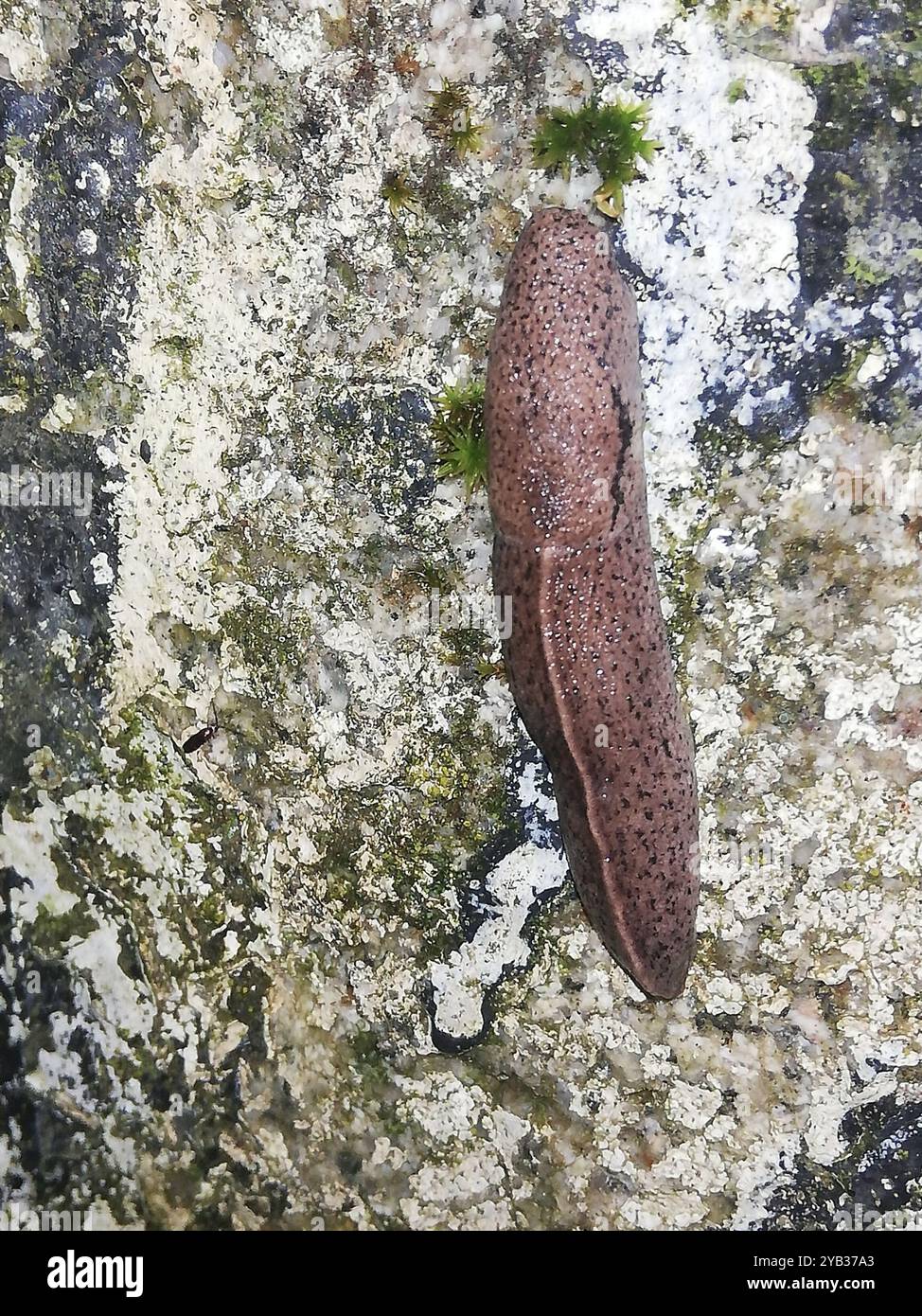 Spotted Keeled Slug (Tandonia rustica) Mollusca Stock Photo - Alamy