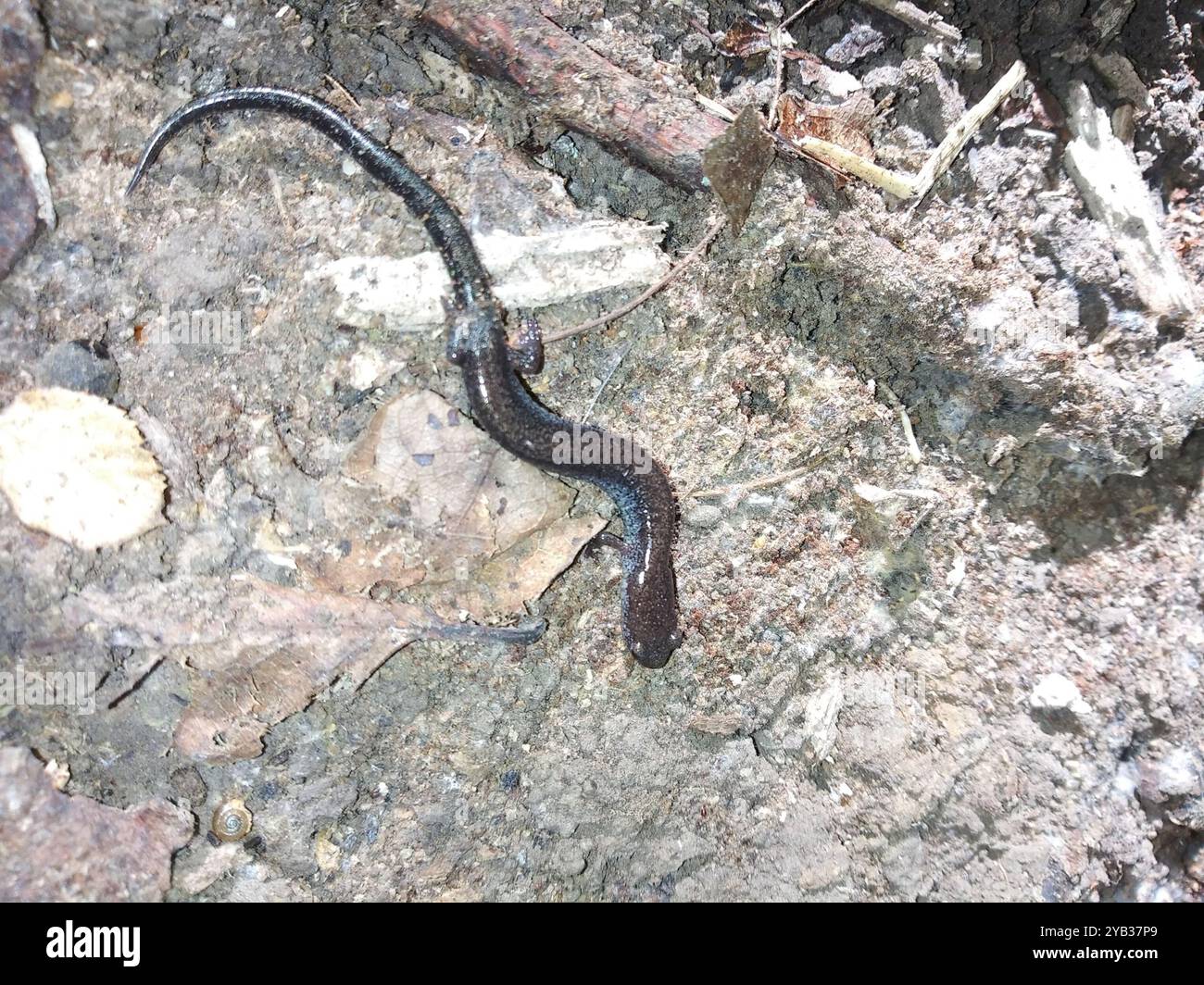 Northern Ravine Salamander (Plethodon electromorphus) Amphibia Stock ...