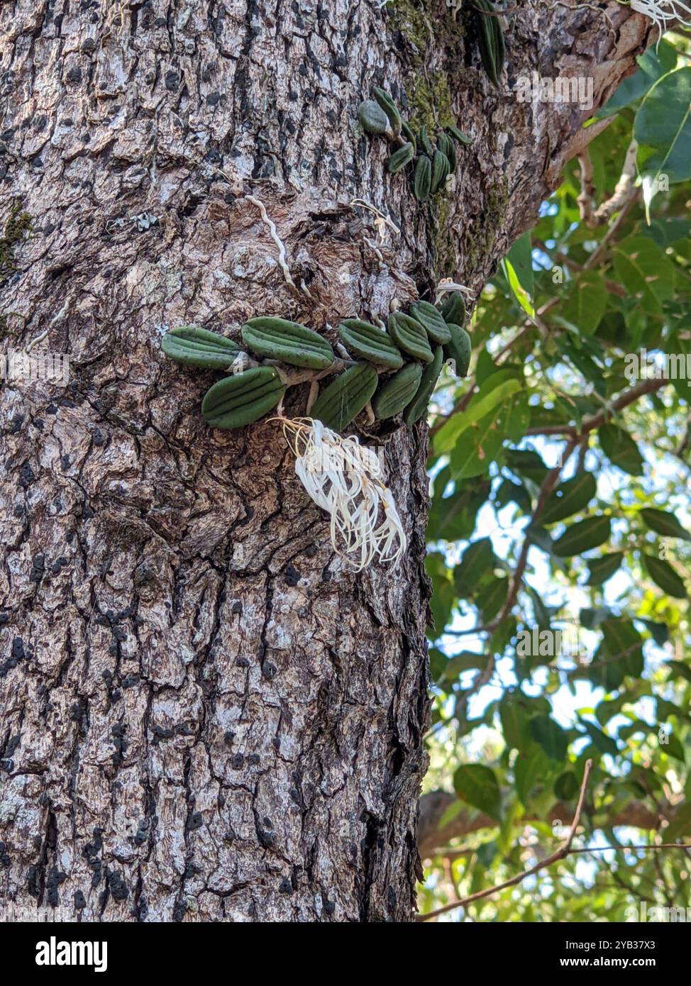 tongue orchid (Dendrobium linguiforme) Plantae Stock Photo - Alamy