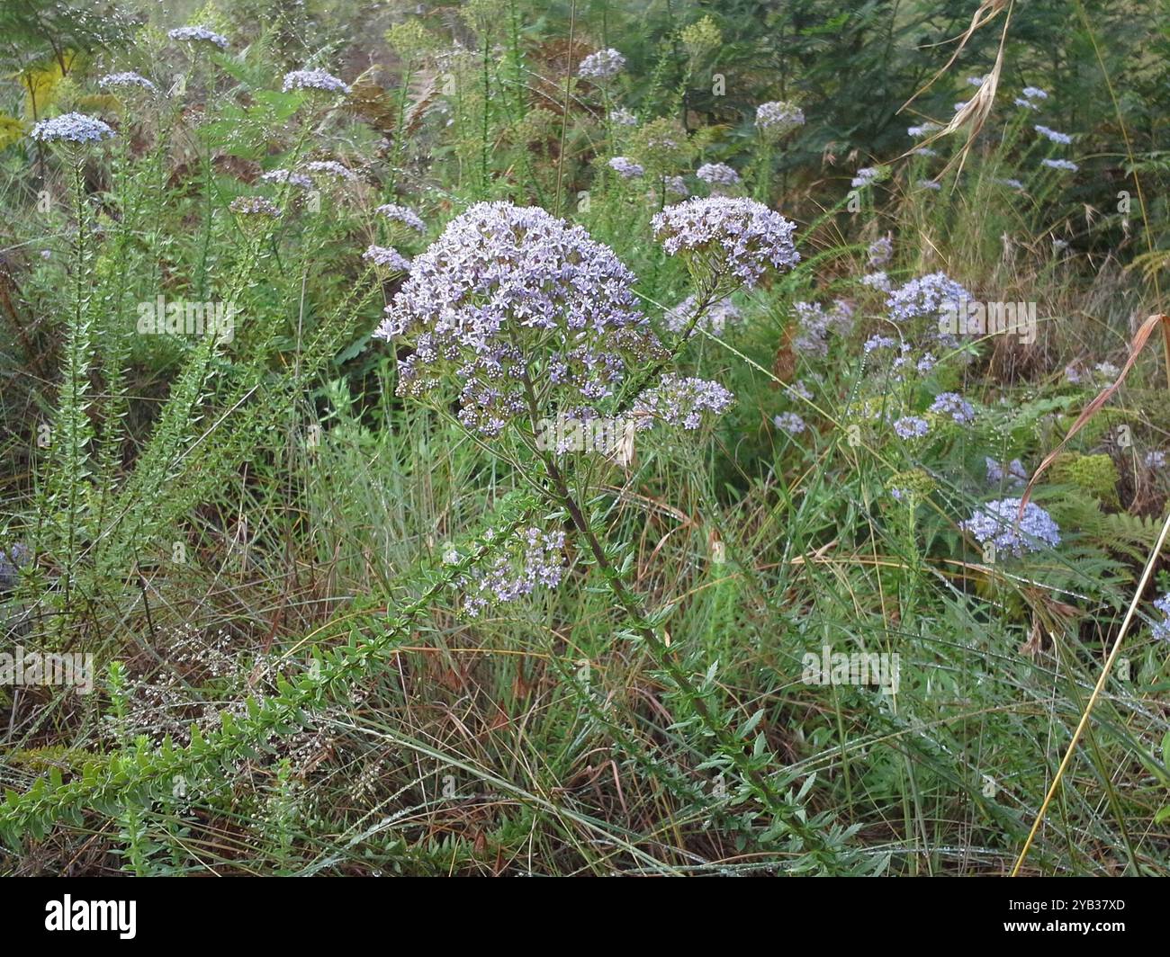 Straggling Bluehaze (Tetraselago wilmsii) Plantae Stock Photo - Alamy