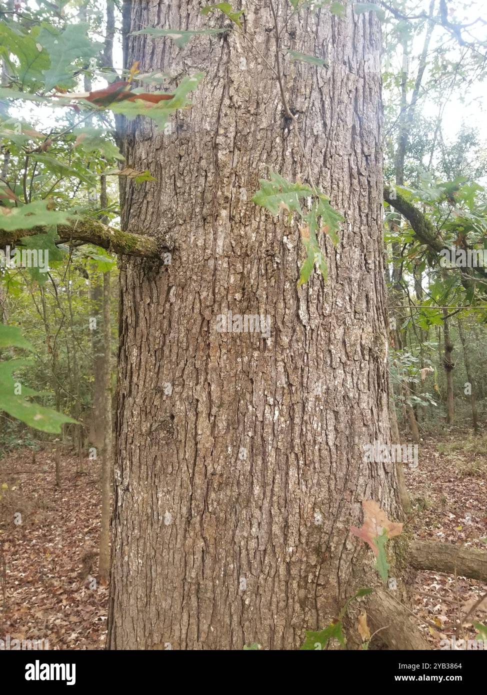 overcup oak (Quercus lyrata) Plantae Stock Photo - Alamy