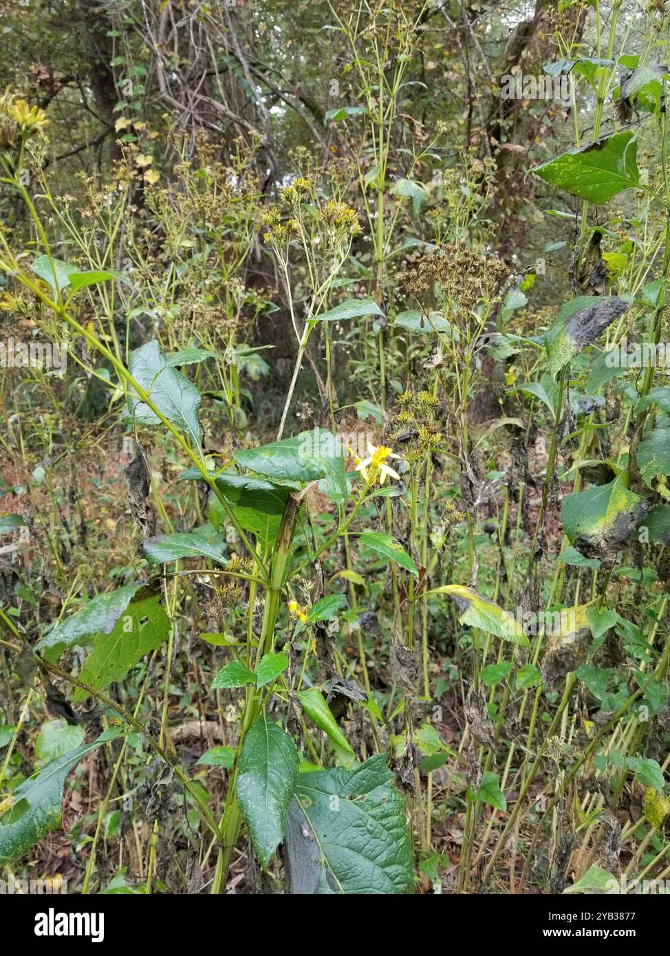 Yellow Crownbeard (Verbesina occidentalis) Plantae Stock Photo - Alamy