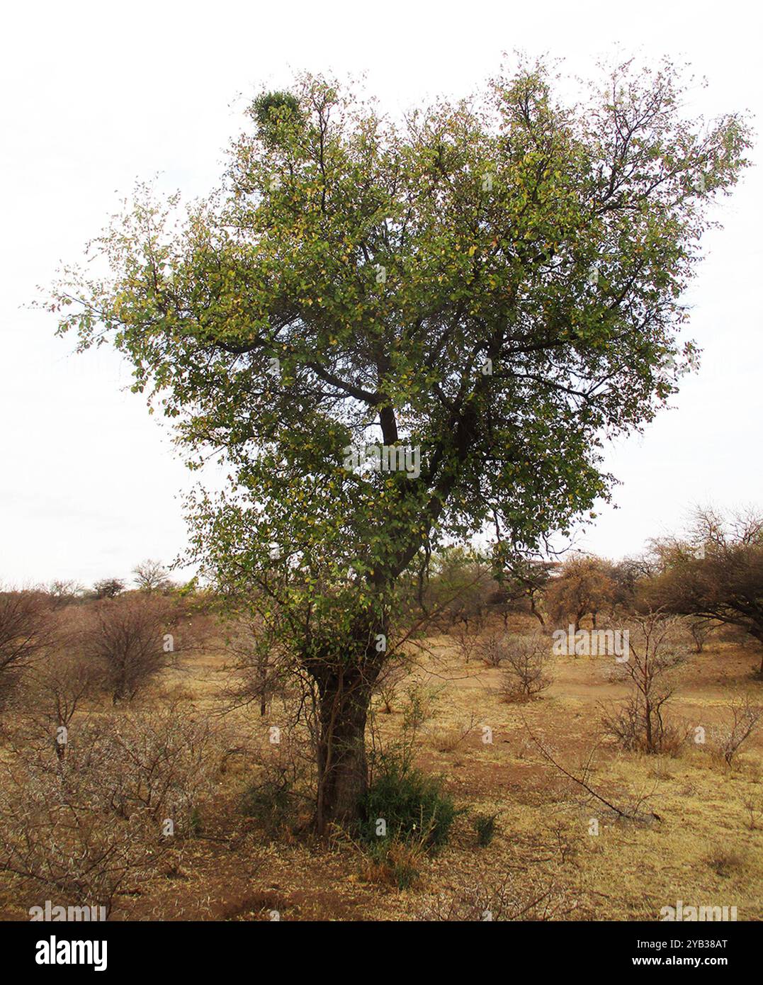 buffalo-thorn (Ziziphus mucronata) Plantae Stock Photo - Alamy