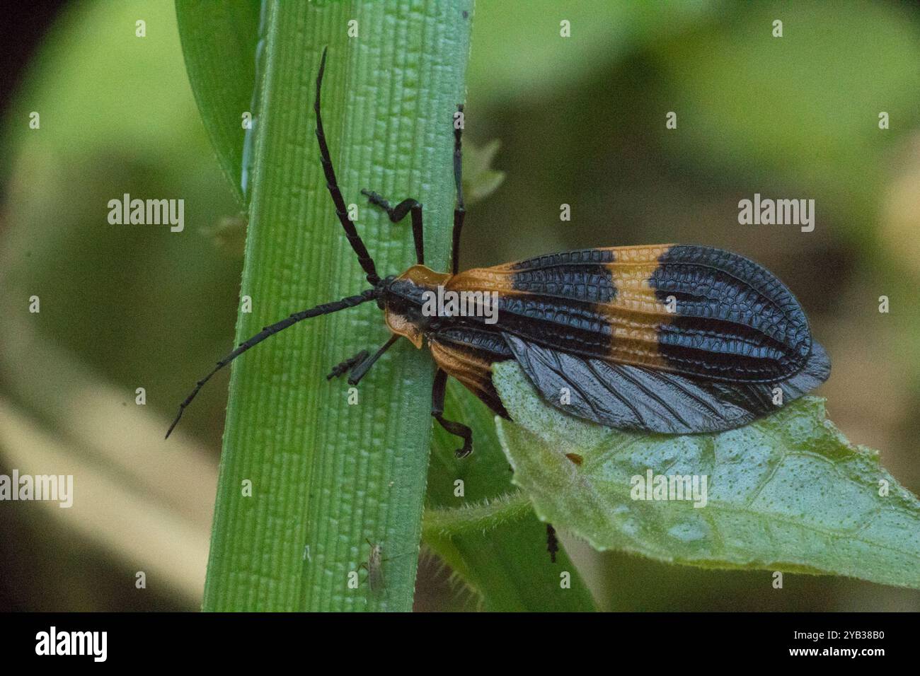 Net-winged Beetles (Lycidae) Insecta Stock Photo - Alamy