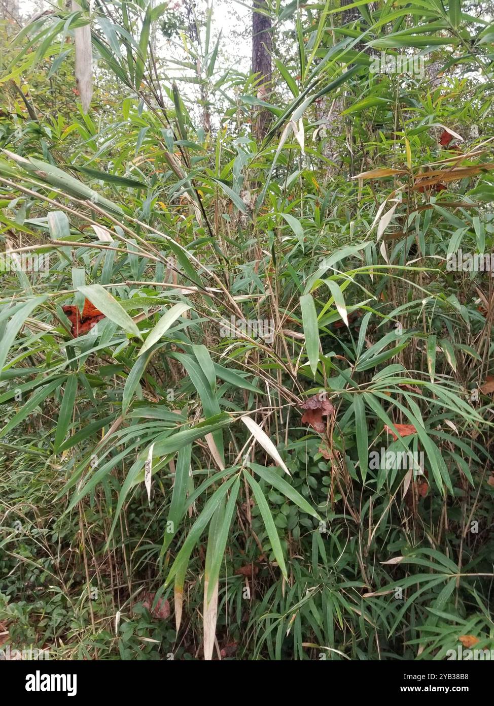 river cane (Arundinaria gigantea) Plantae Stock Photo - Alamy