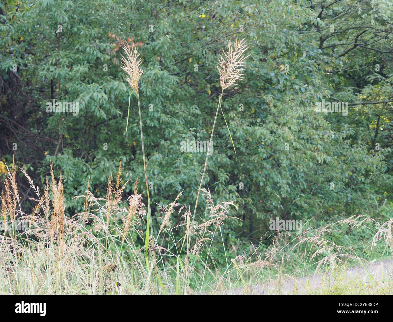 sugarcane plumegrass (Erianthus giganteus) Plantae Stock Photo - Alamy