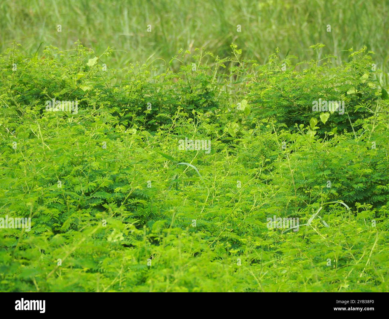 giant false sensitive plant (Mimosa diplotricha) Plantae Stock Photo ...