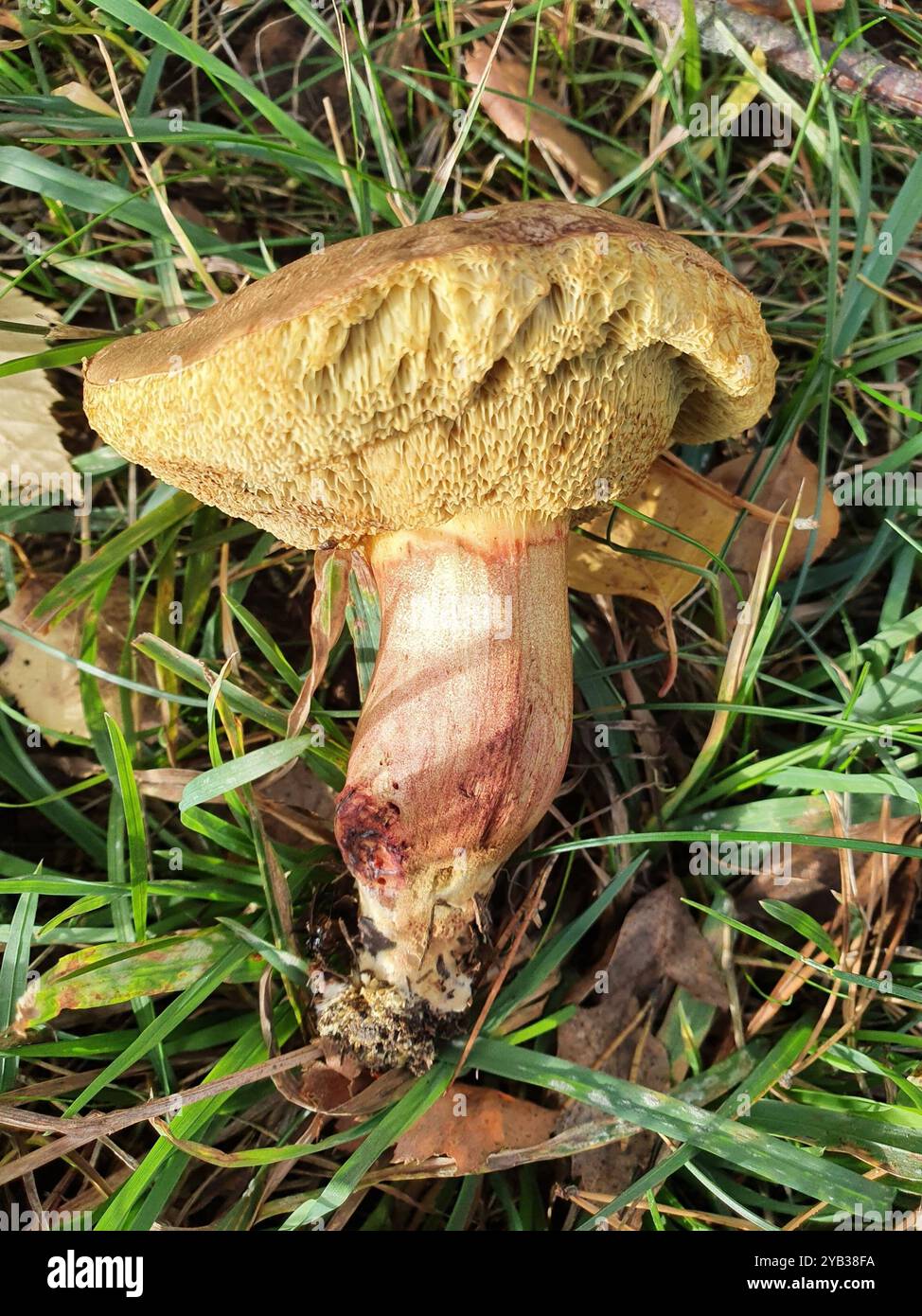 Red-cracking Bolete (Xerocomellus chrysenteron) Fungi Stock Photo - Alamy