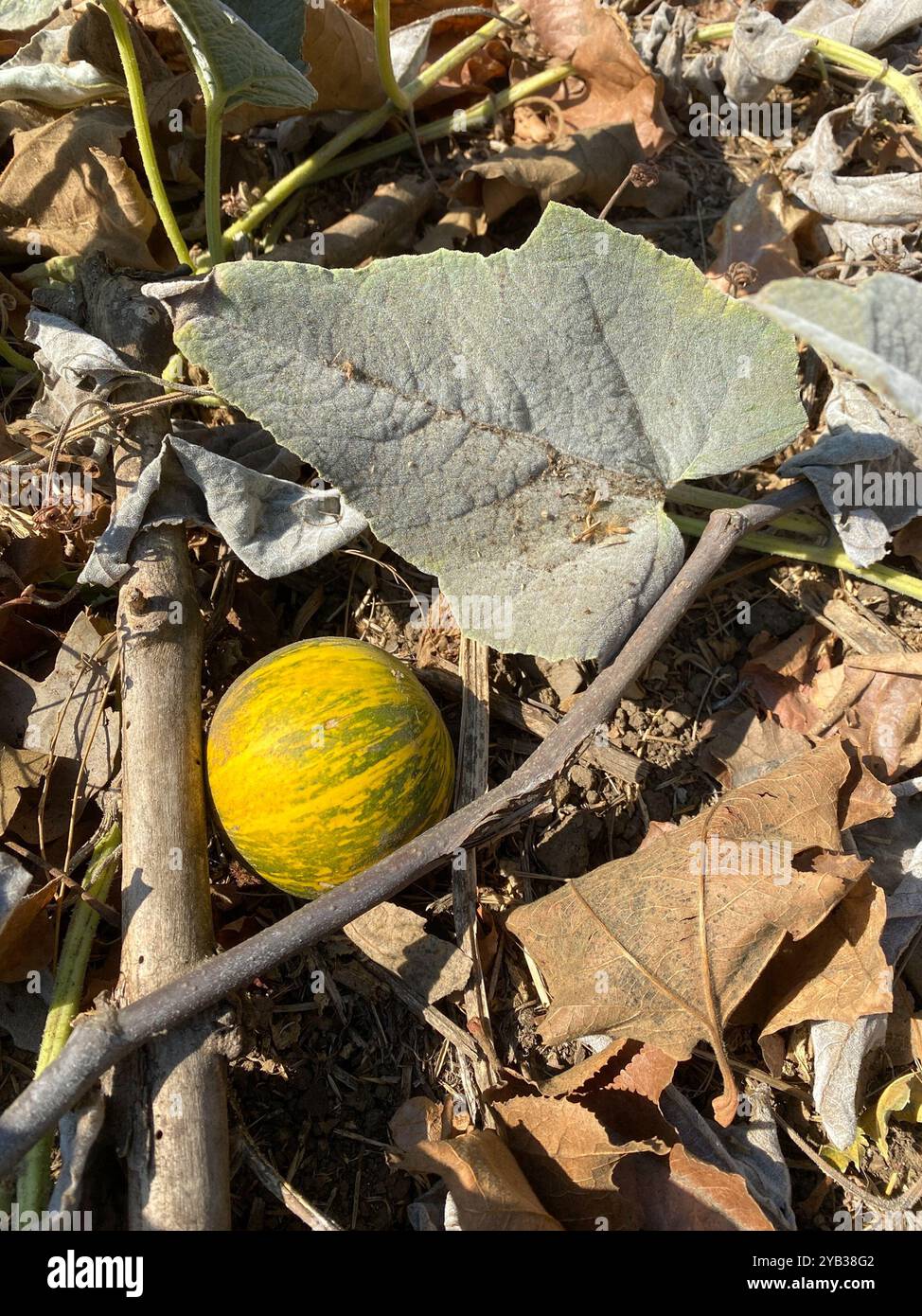 Buffalo Gourd (Cucurbita foetidissima) Plantae Stock Photo - Alamy