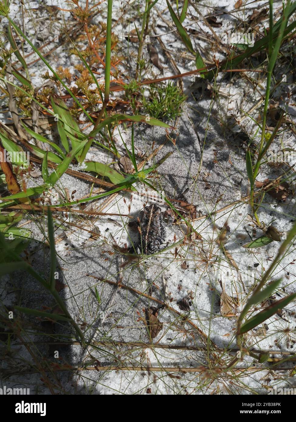 Oak Toad (Anaxyrus quercicus) Amphibia Stock Photo - Alamy