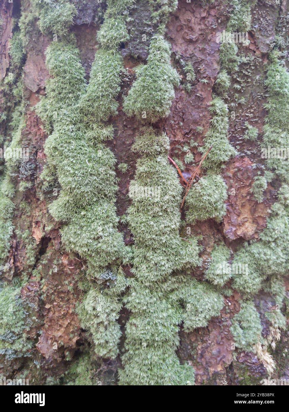Fluffy Dust Lichen (Lepraria finkii) Fungi Stock Photo - Alamy