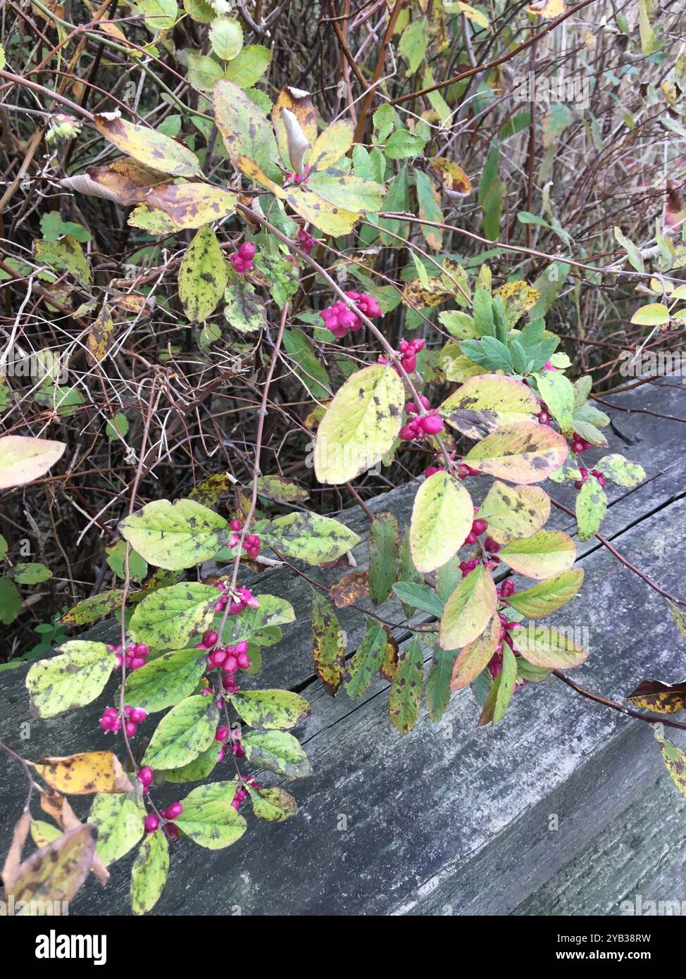 coralberry (Symphoricarpos orbiculatus) Plantae Stock Photo - Alamy