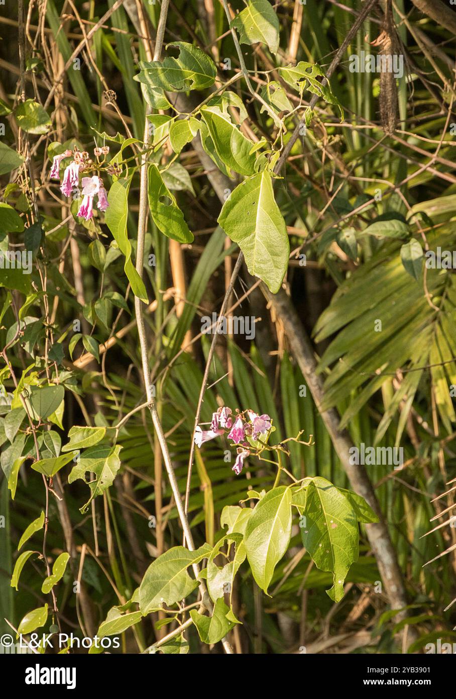 bignonia family (Bignoniaceae) Plantae Stock Photo - Alamy