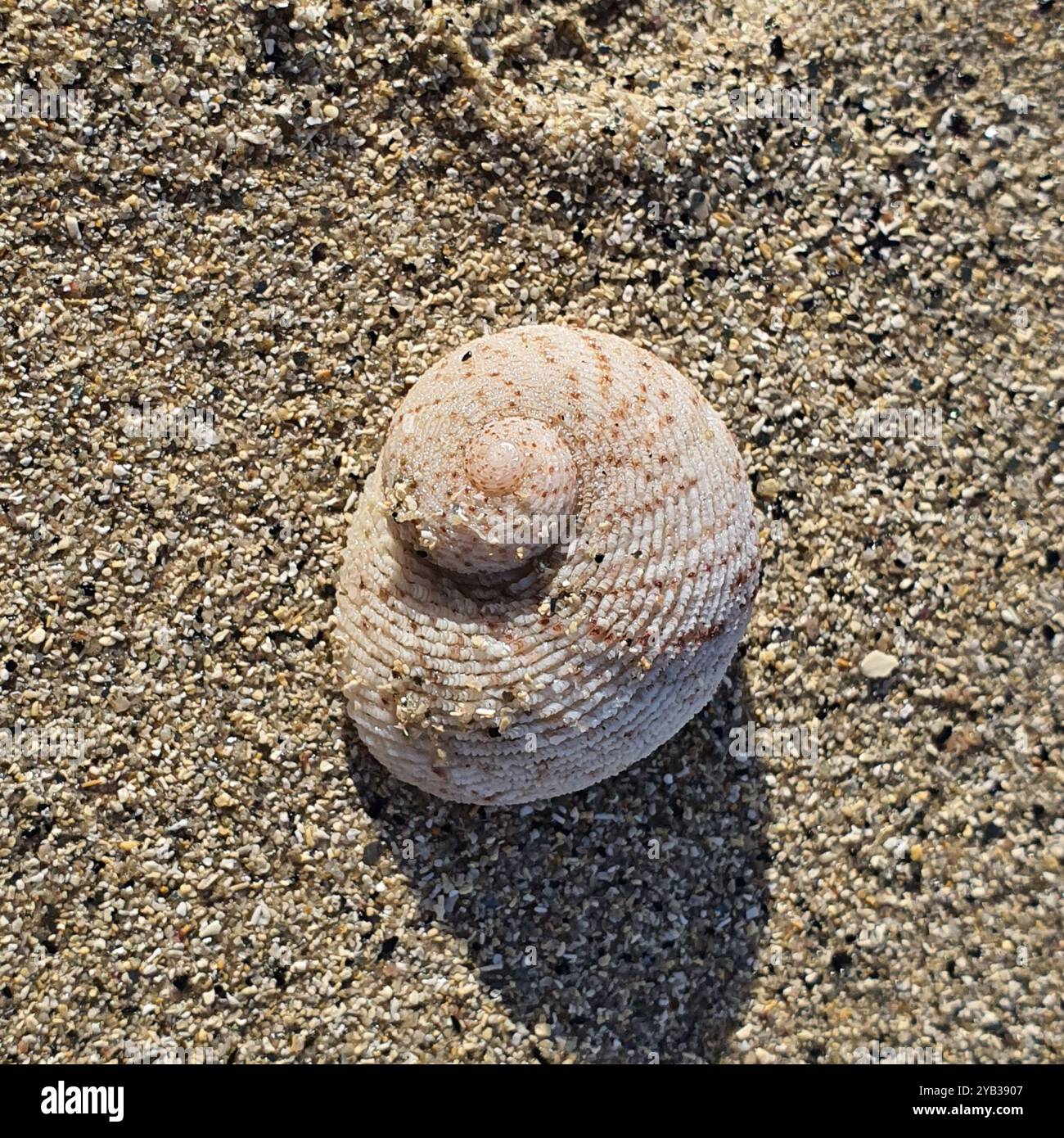 False Ear Shell (Granata imbricata) Mollusca Stock Photo - Alamy