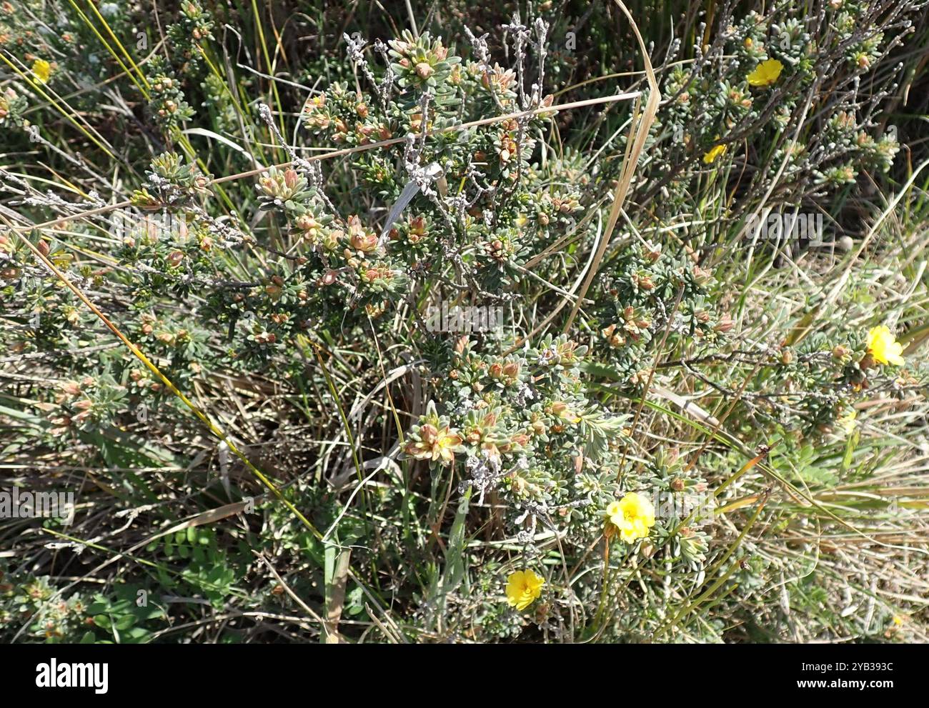 Silky Guinea-flower (Hibbertia sericea) Plantae Stock Photo - Alamy