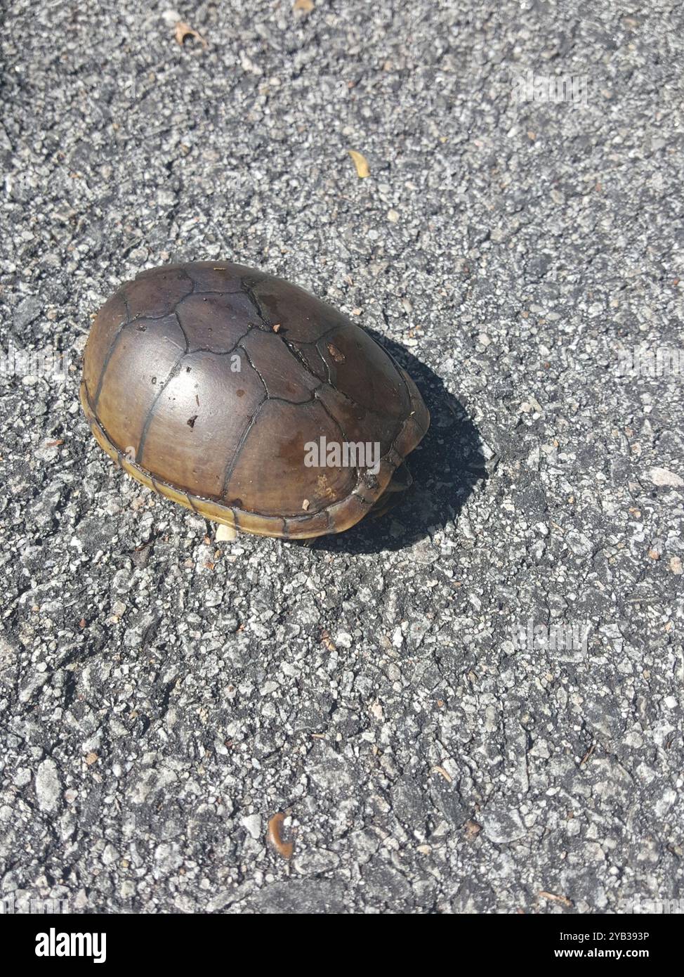 Eastern Mud Turtle (Kinosternon subrubrum) Reptilia Stock Photo - Alamy