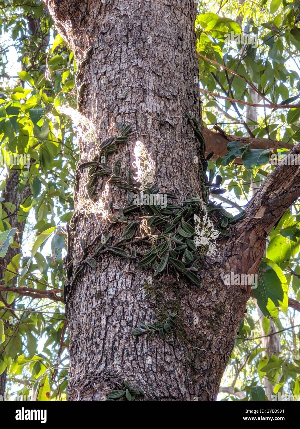 tongue orchid (Dendrobium linguiforme) Plantae Stock Photo - Alamy