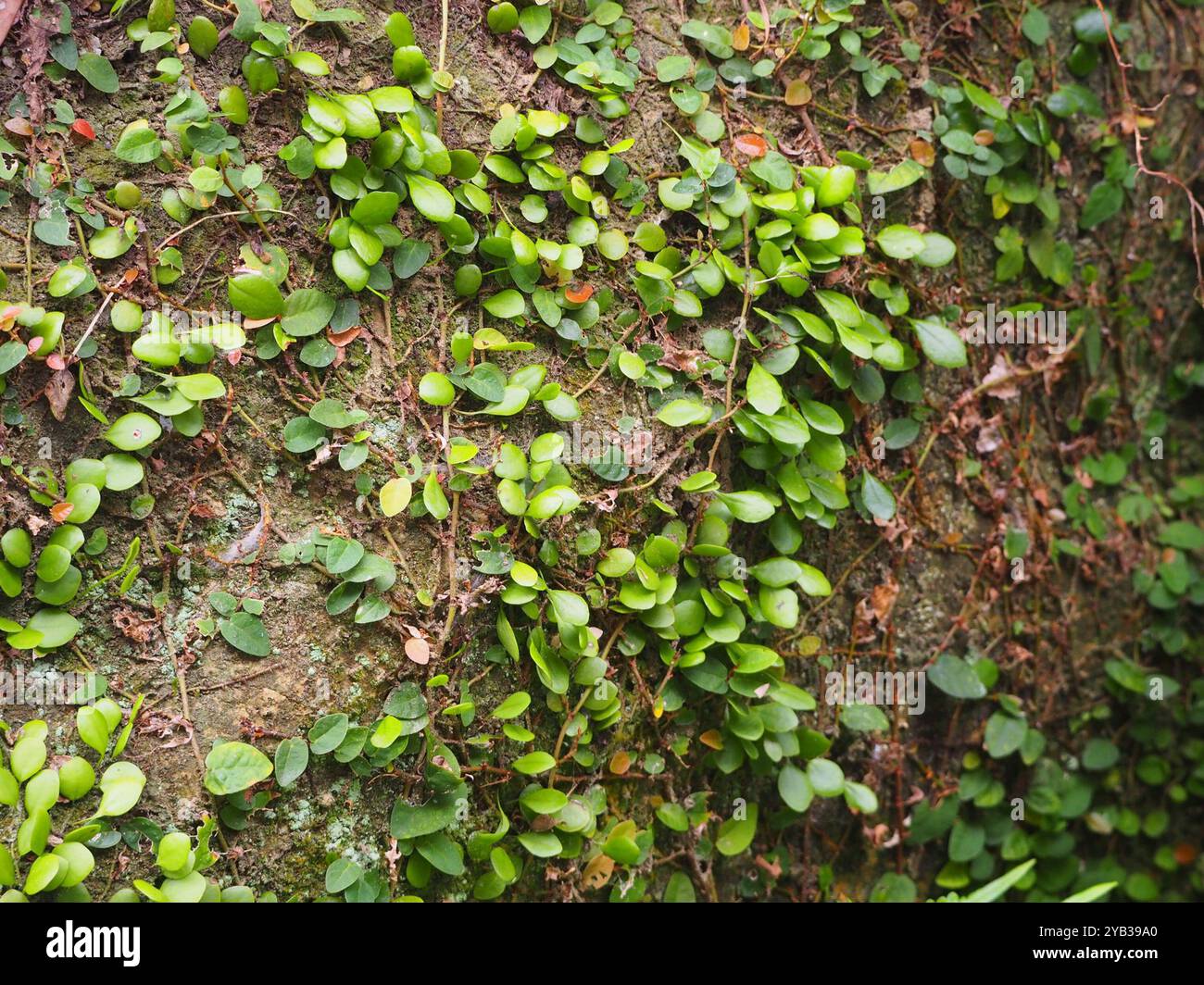 Green penny fern (Lemmaphyllum microphyllum) Plantae Stock Photo - Alamy