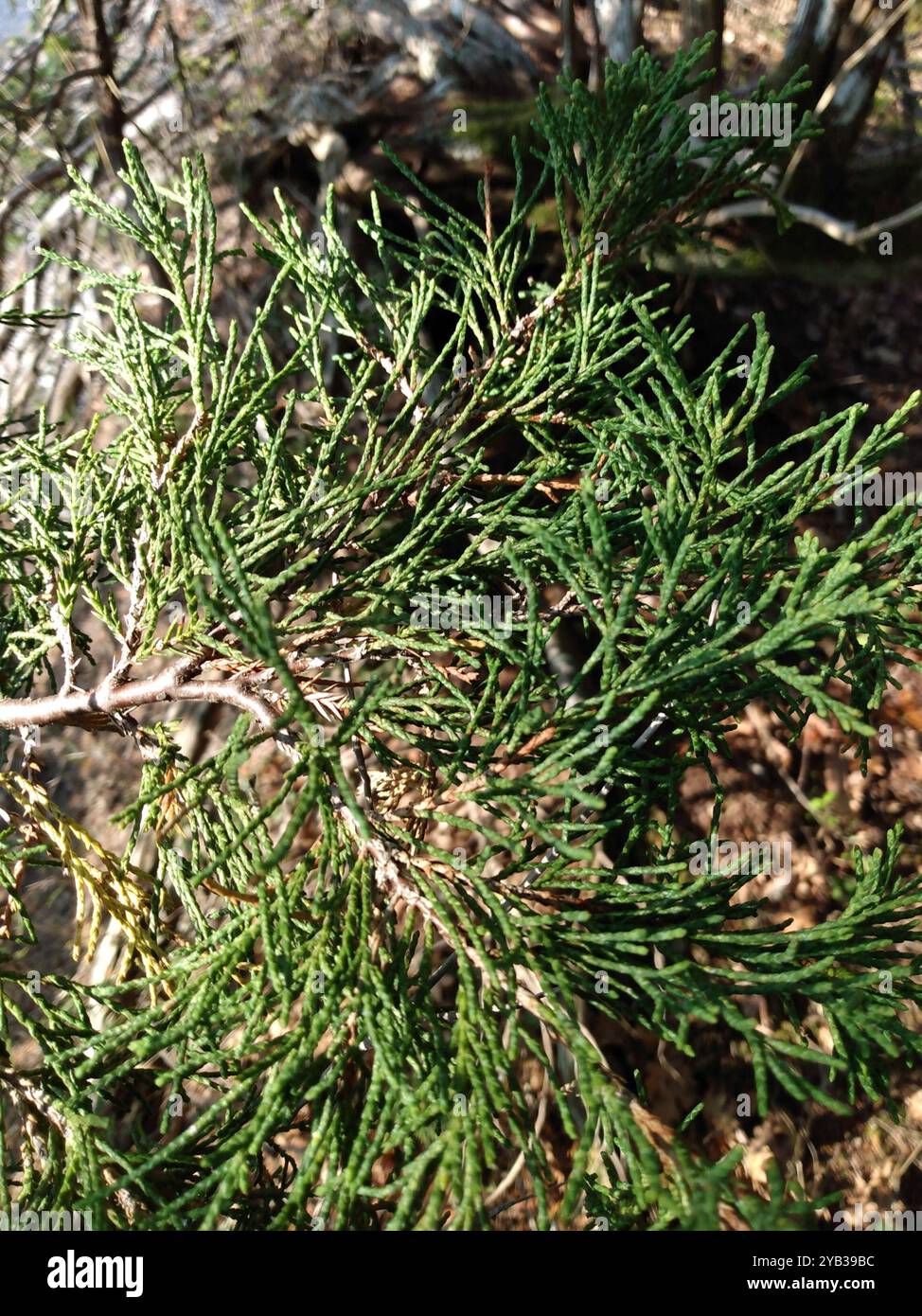 Seaside Juniper (Juniperus maritima) Plantae Stock Photo - Alamy