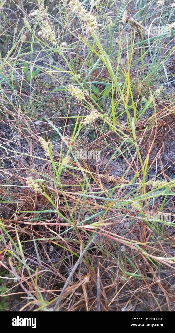 coastal sandbur (Cenchrus spinifex) Plantae Stock Photo - Alamy