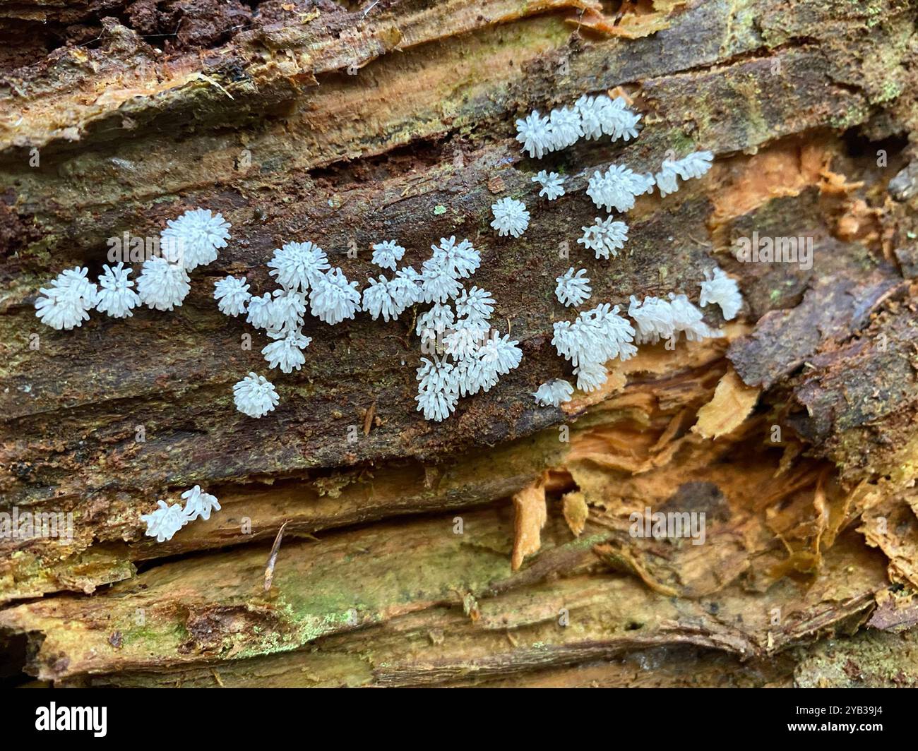 Honeycomb Coral Slime Mold (Ceratiomyxa fruticulosa) Protozoa Stock ...