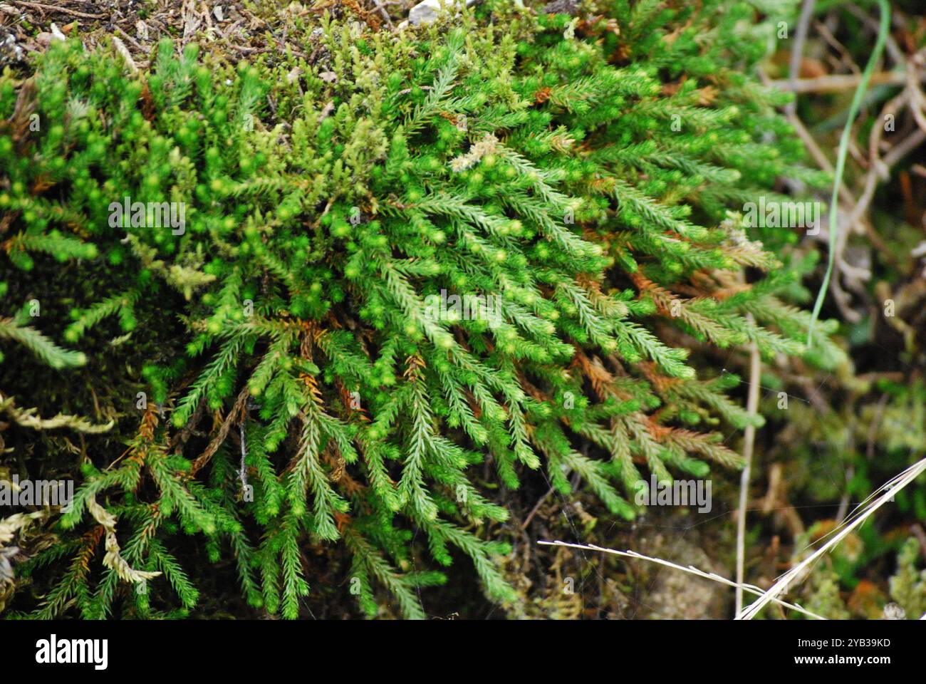 Wallace's spikemoss (Selaginella wallacei) Plantae Stock Photo - Alamy