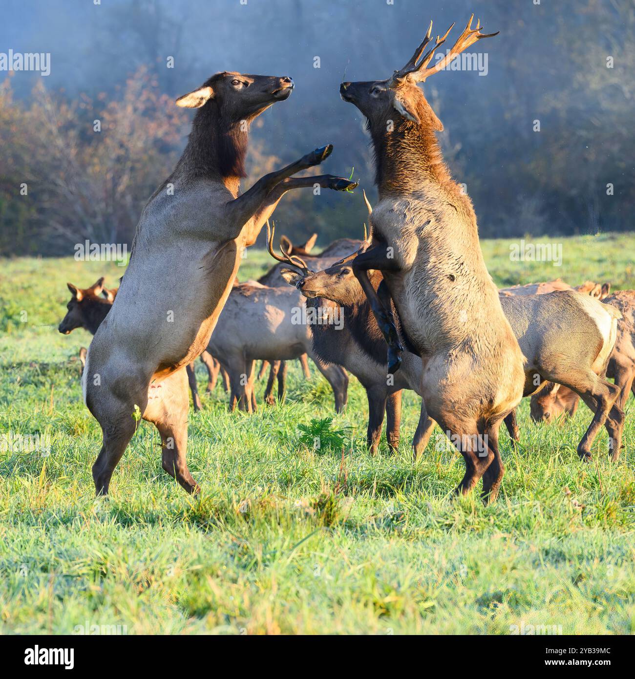 Raised up on hind legs hi-res stock photography and images - Alamy