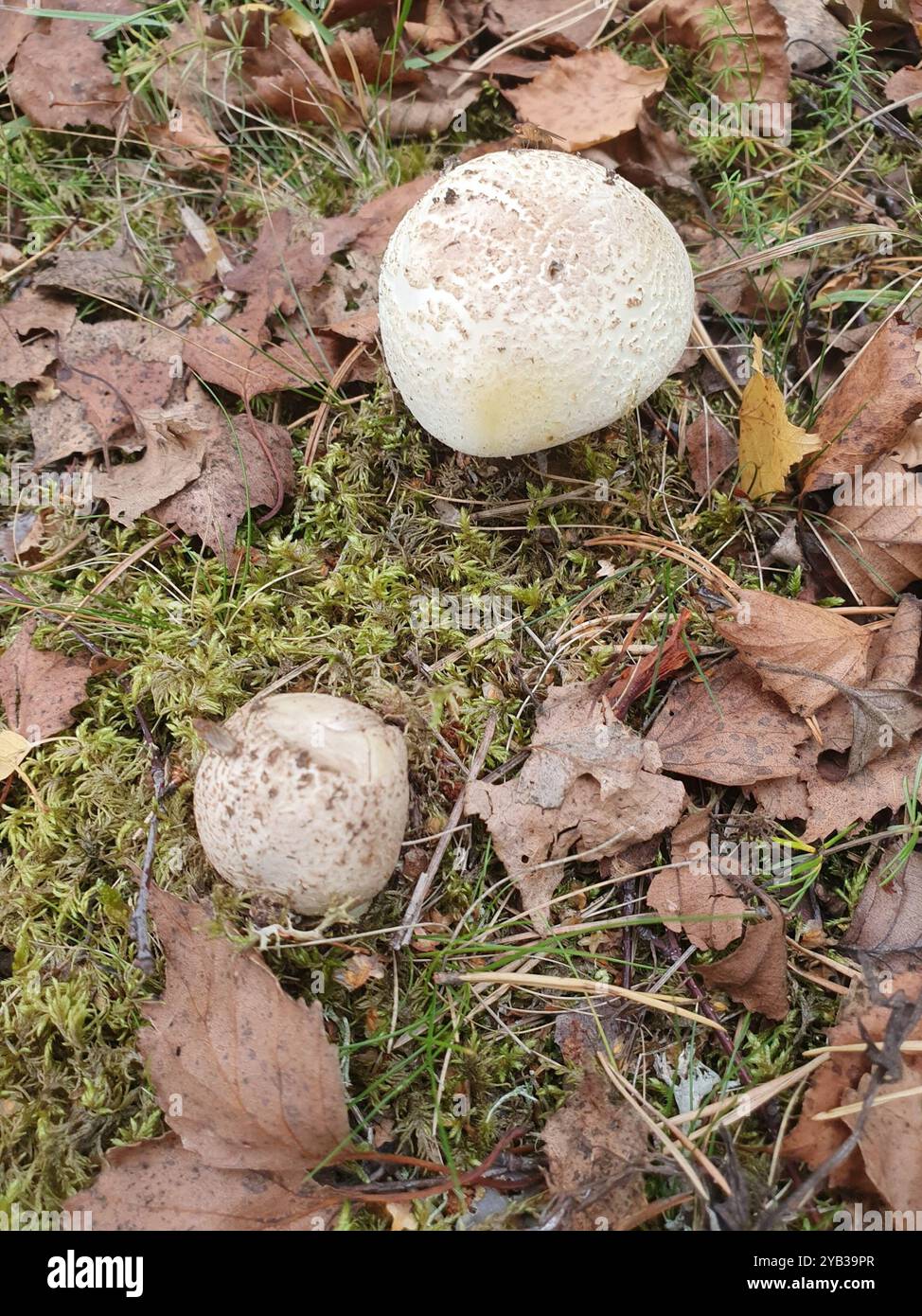 False Death-cap (Amanita citrina) Fungi Stock Photo - Alamy