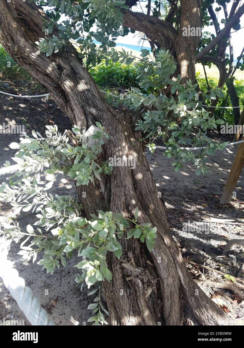 Silver Buttonwood (Conocarpus erectus sericeus) Plantae Stock Photo - Alamy