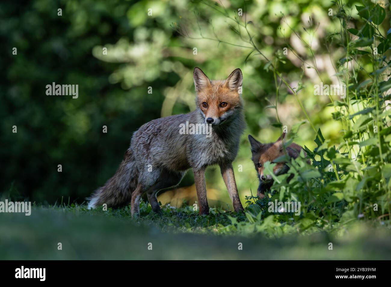 The red fox and her cubs Stock Photo - Alamy