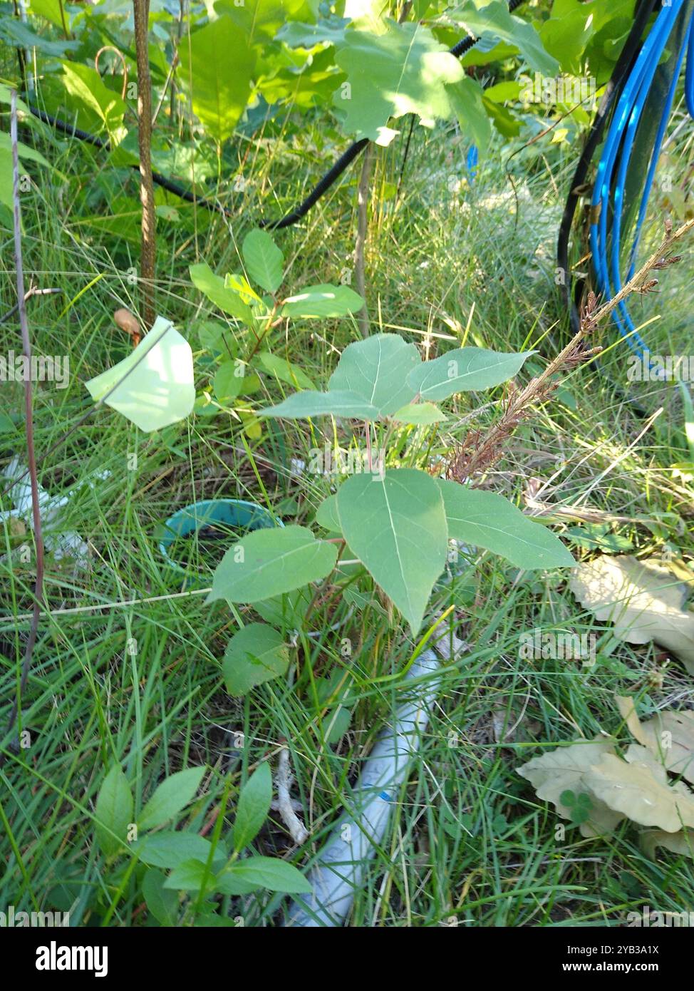 balsam poplar (Populus balsamifera) Plantae Stock Photo - Alamy