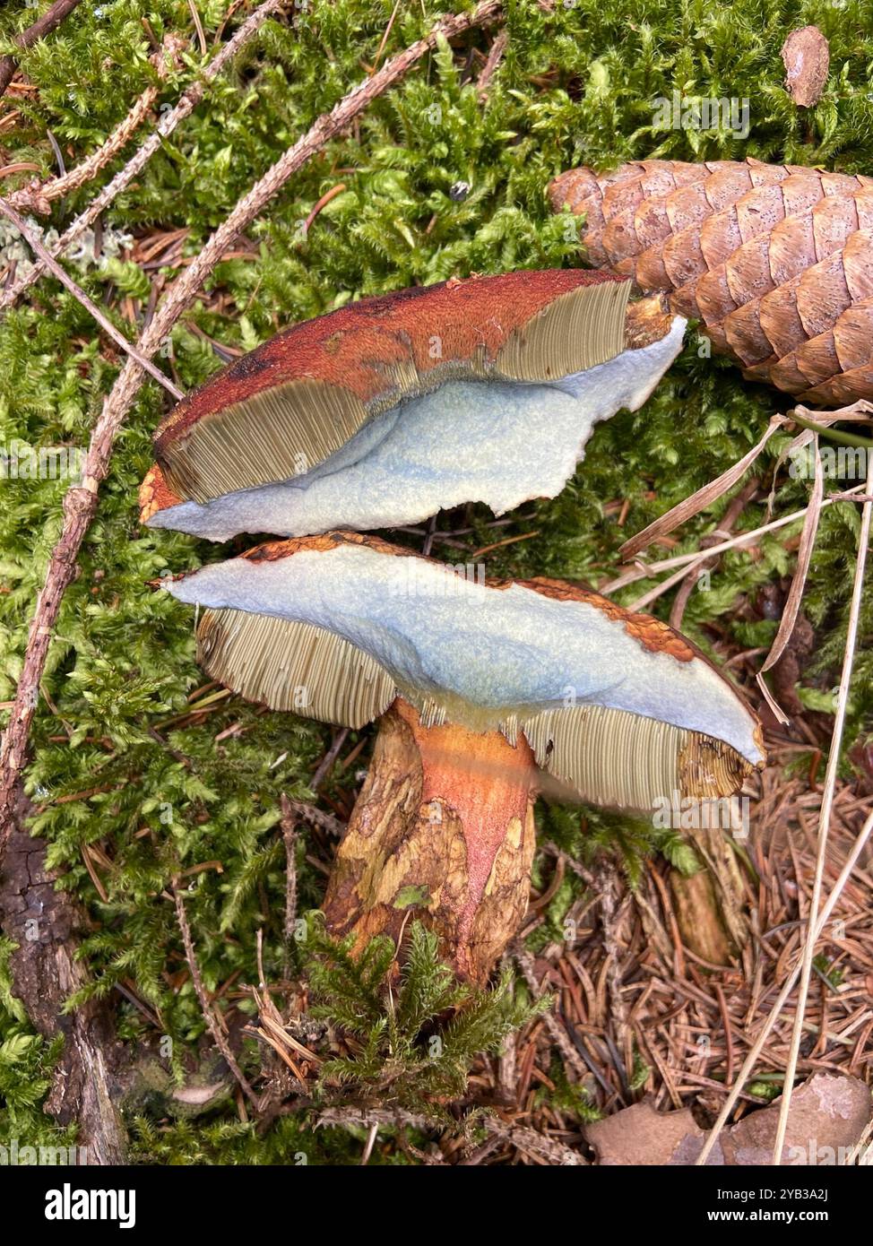 Dotted Stem Bolete (Neoboletus erythropus) Fungi Stock Photo - Alamy