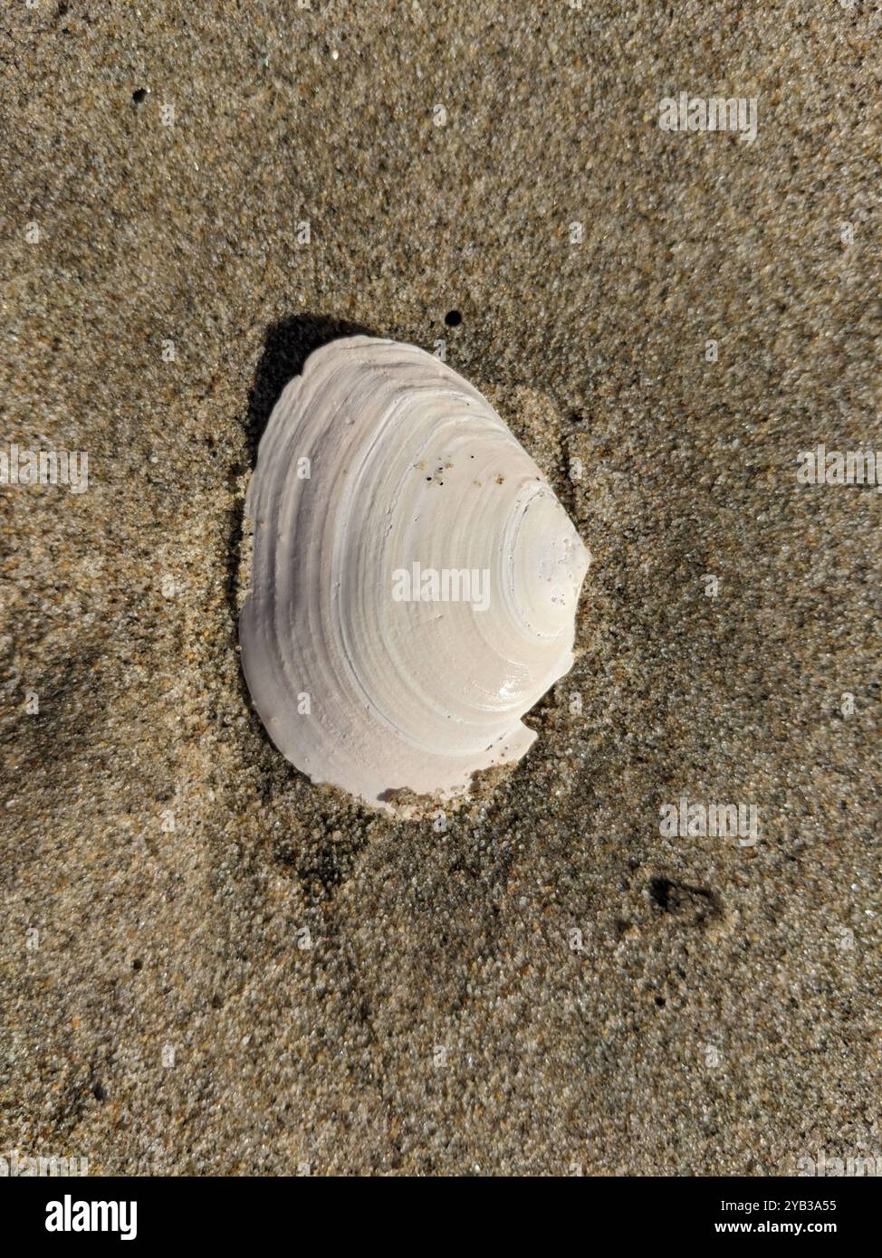 Bent-nosed Clam (Macoma nasuta) Mollusca Stock Photo - Alamy