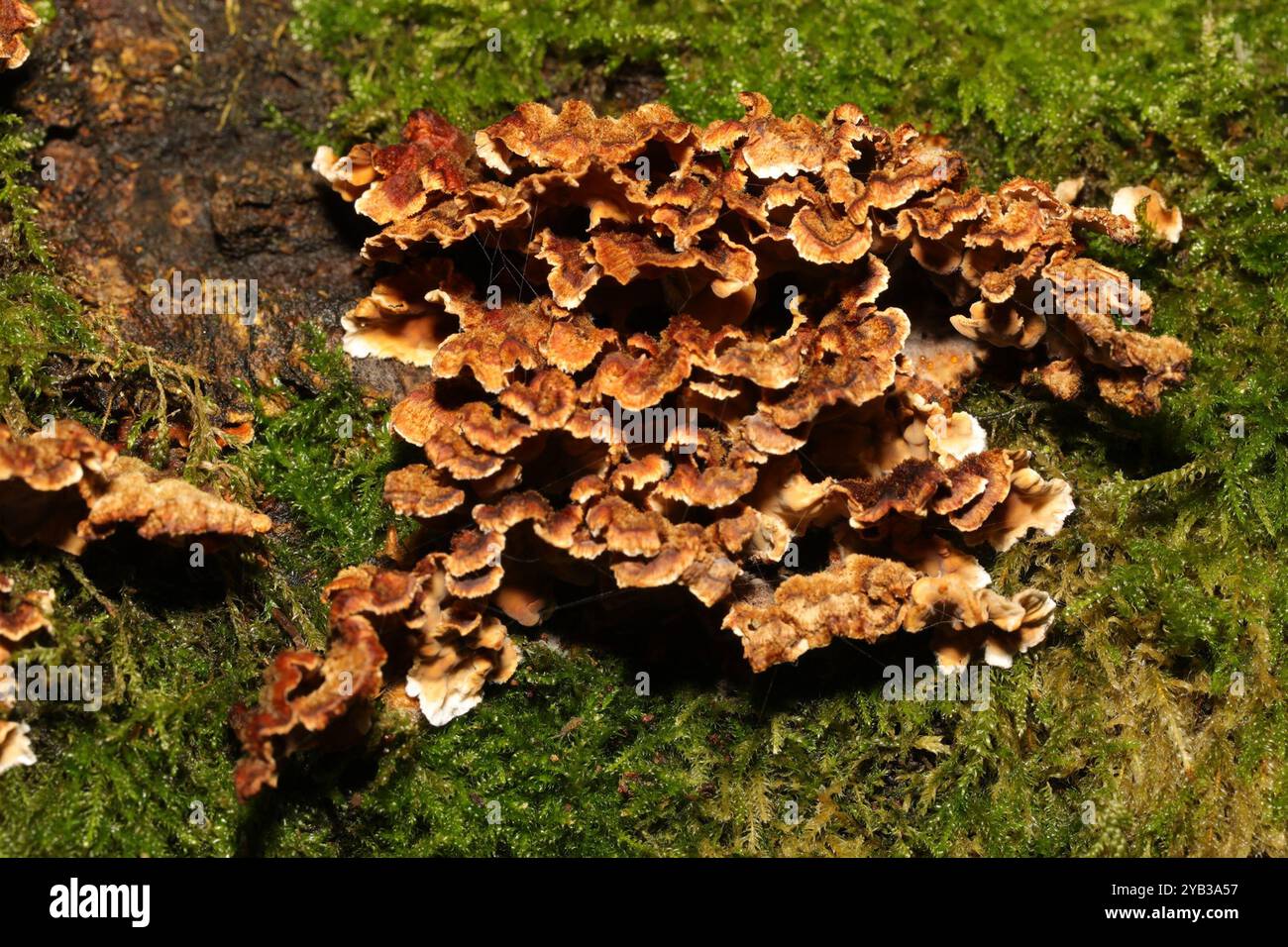 Bleeding Oak Crust (Stereum gausapatum) Fungi Stock Photo - Alamy