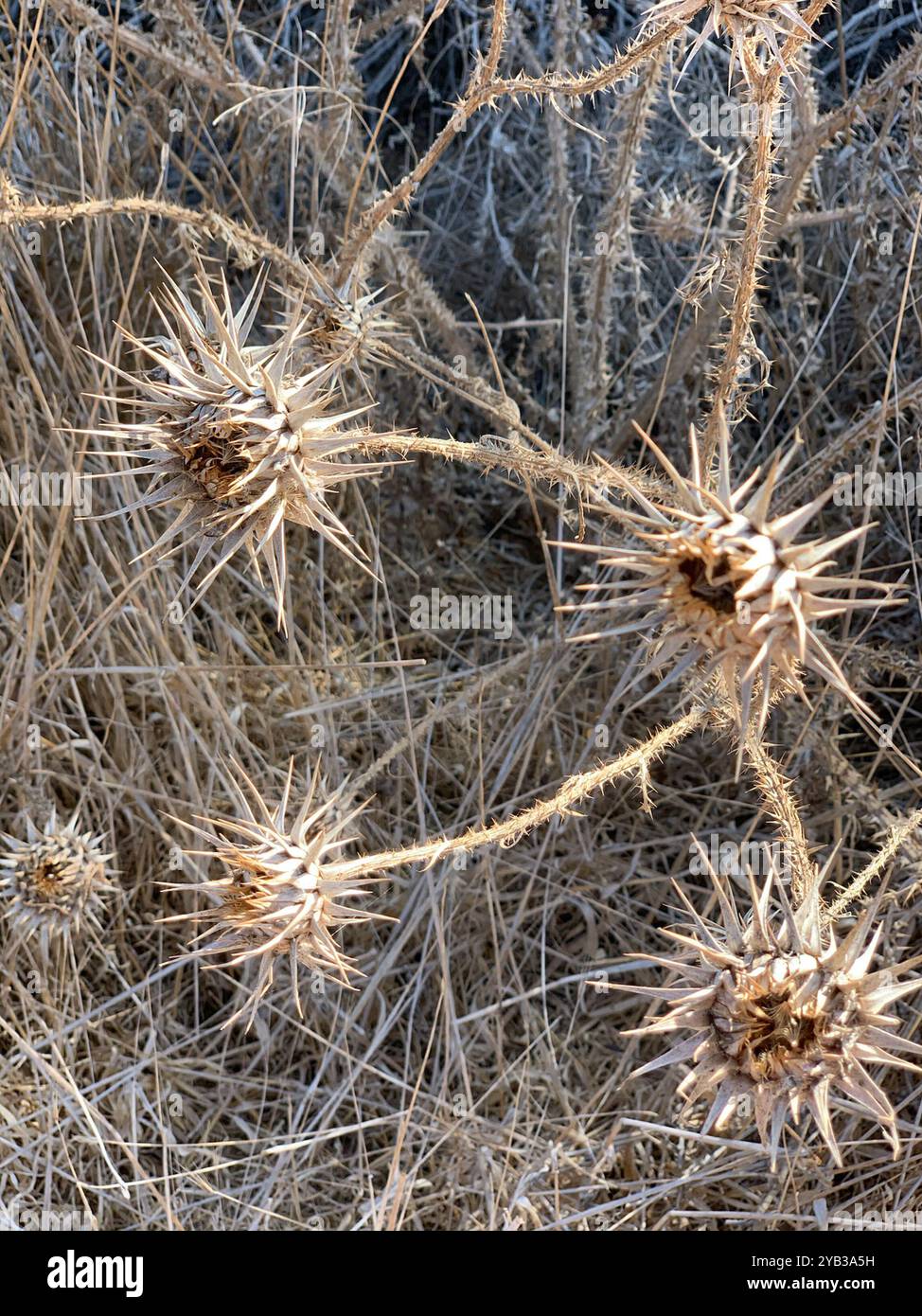 Onopordum cyprium hi-res stock photography and images - Alamy