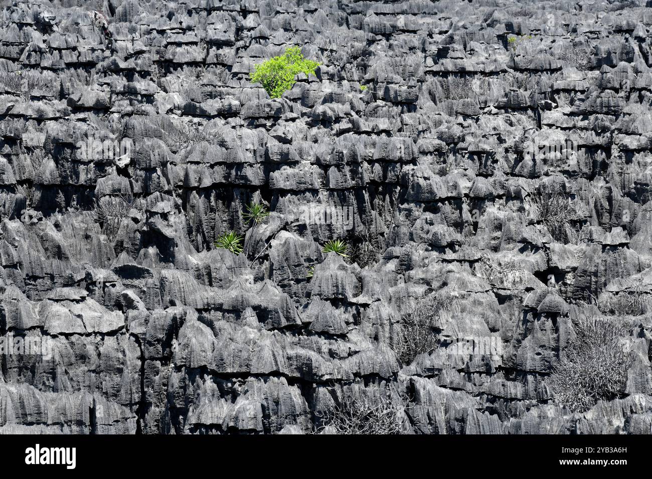 Ankarana Special Reserve is a karst topography formed in Jurassic ...
