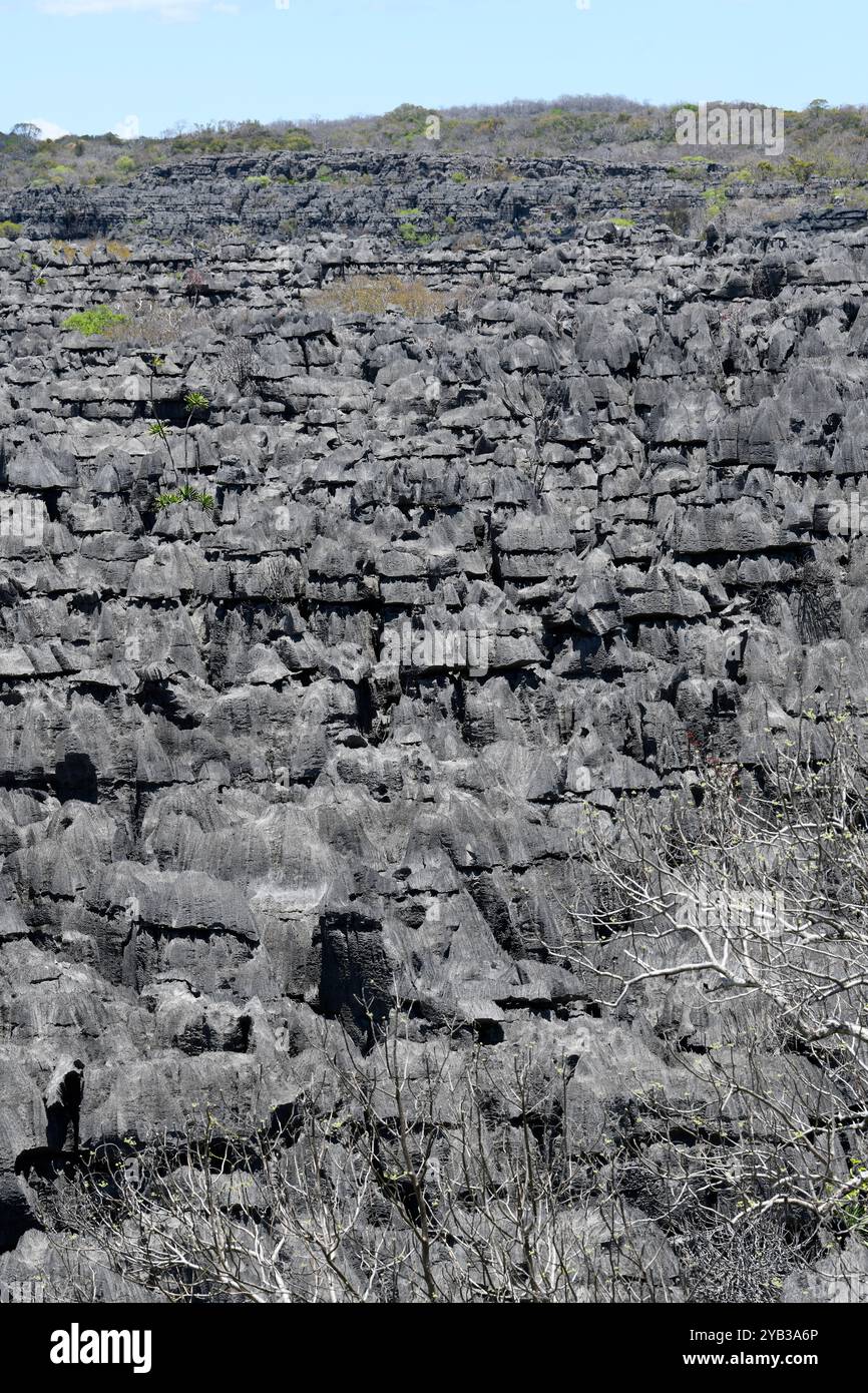 Ankarana Special Reserve is a karst topography formed in Jurassic ...