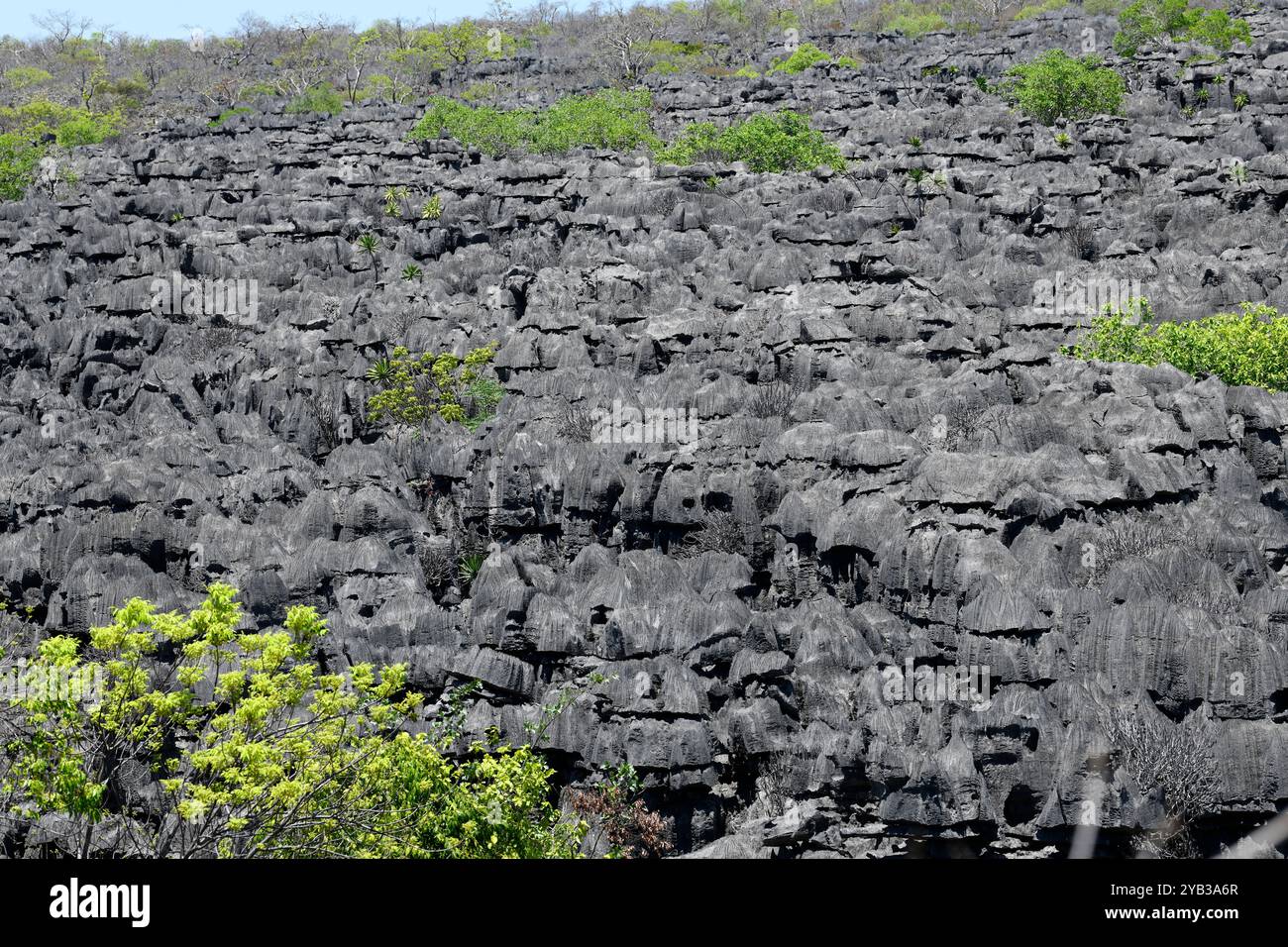 Ankarana Special Reserve is a karst topography formed in Jurassic ...
