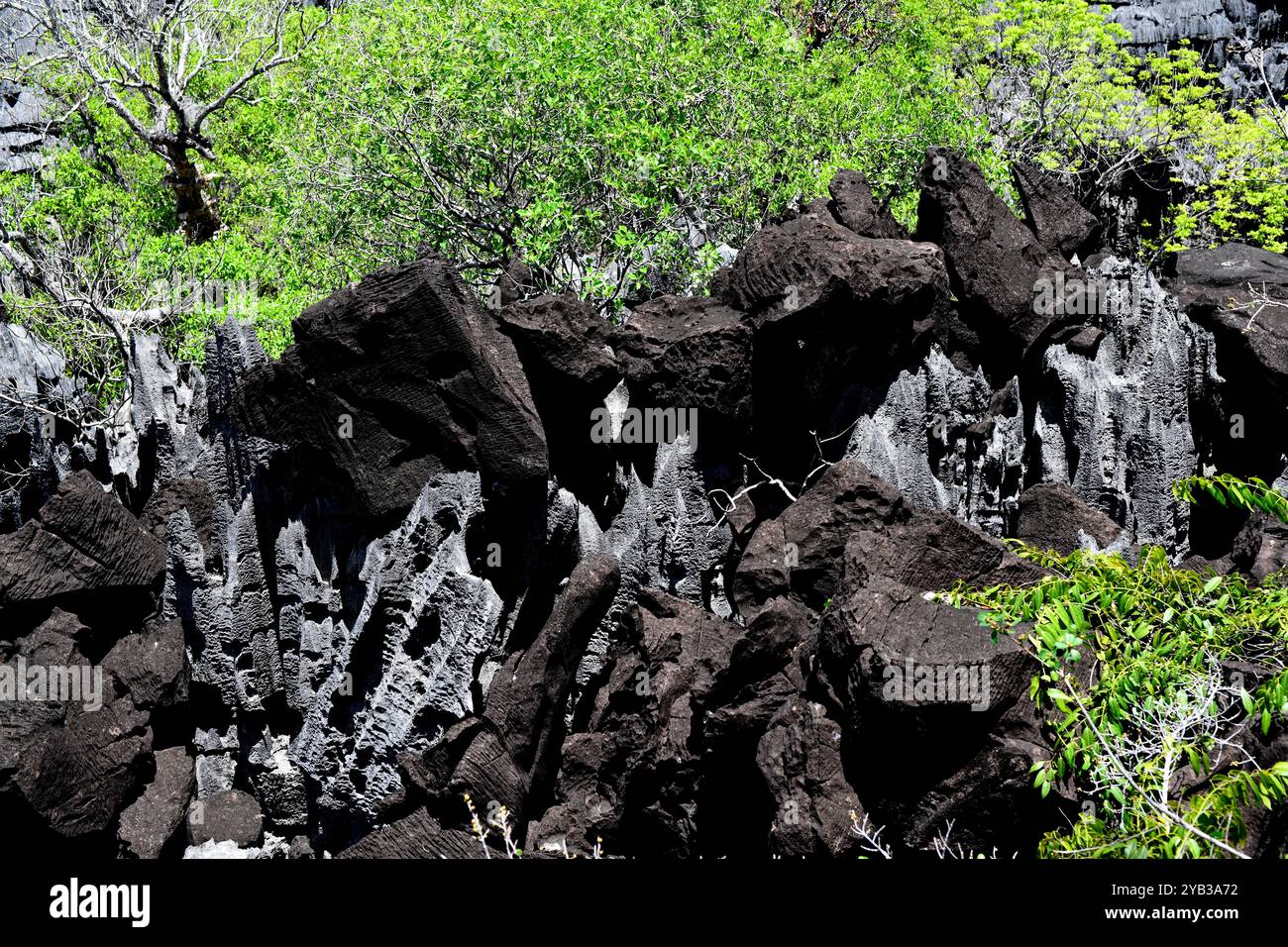 Ankarana Special Reserve is a karst topography formed in Jurassic ...