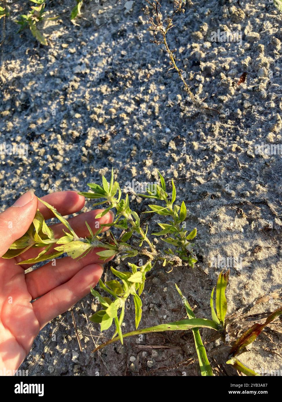 vascular plants (Tracheophyta) Plantae Stock Photo - Alamy