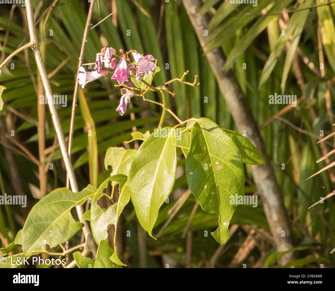 bignonia family (Bignoniaceae) Plantae Stock Photo - Alamy