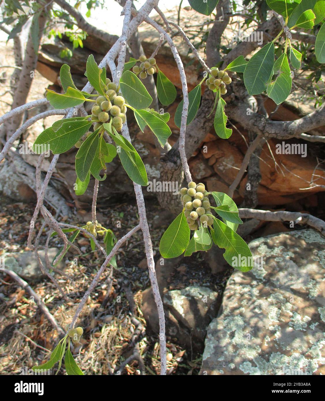 Common Wild Fig (Ficus burkei) Plantae Stock Photo - Alamy