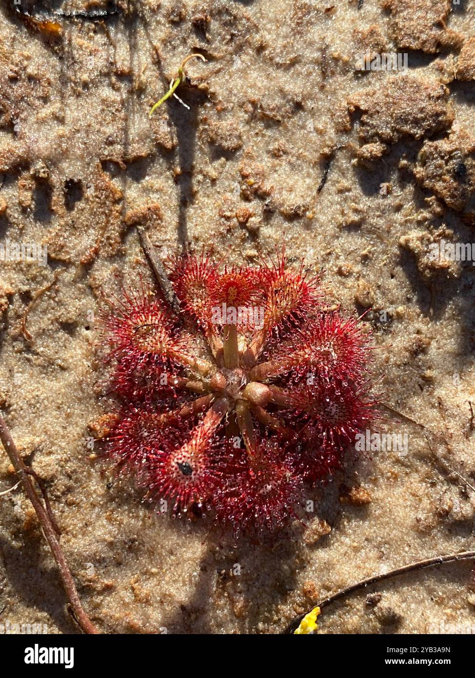 Pink Sundew (Drosera capillaris) Plantae Stock Photo - Alamy