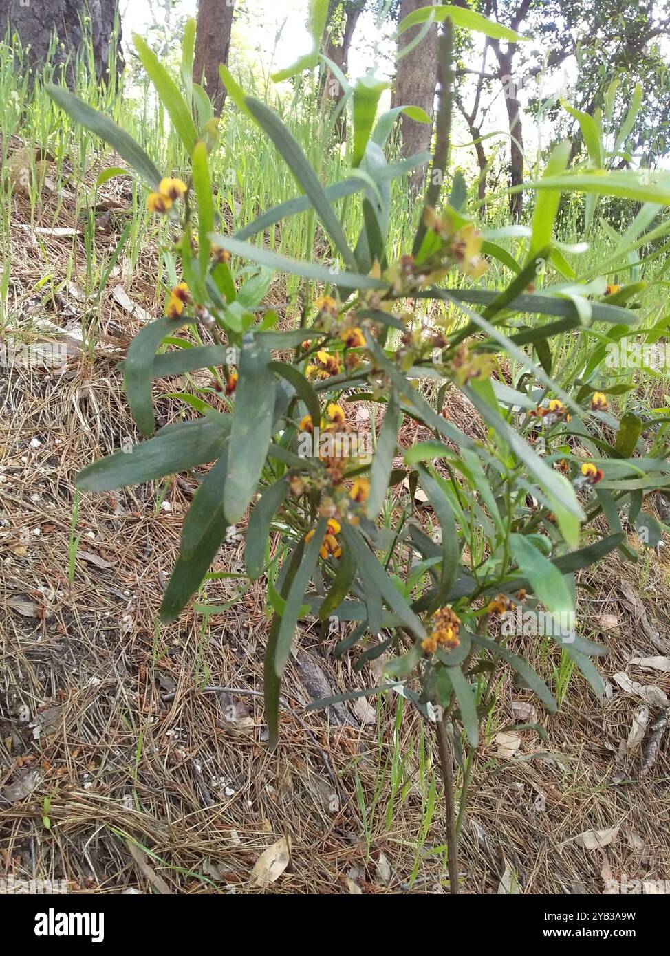 narrow-leaf bitter-pea (Daviesia leptophylla) Plantae Stock Photo - Alamy