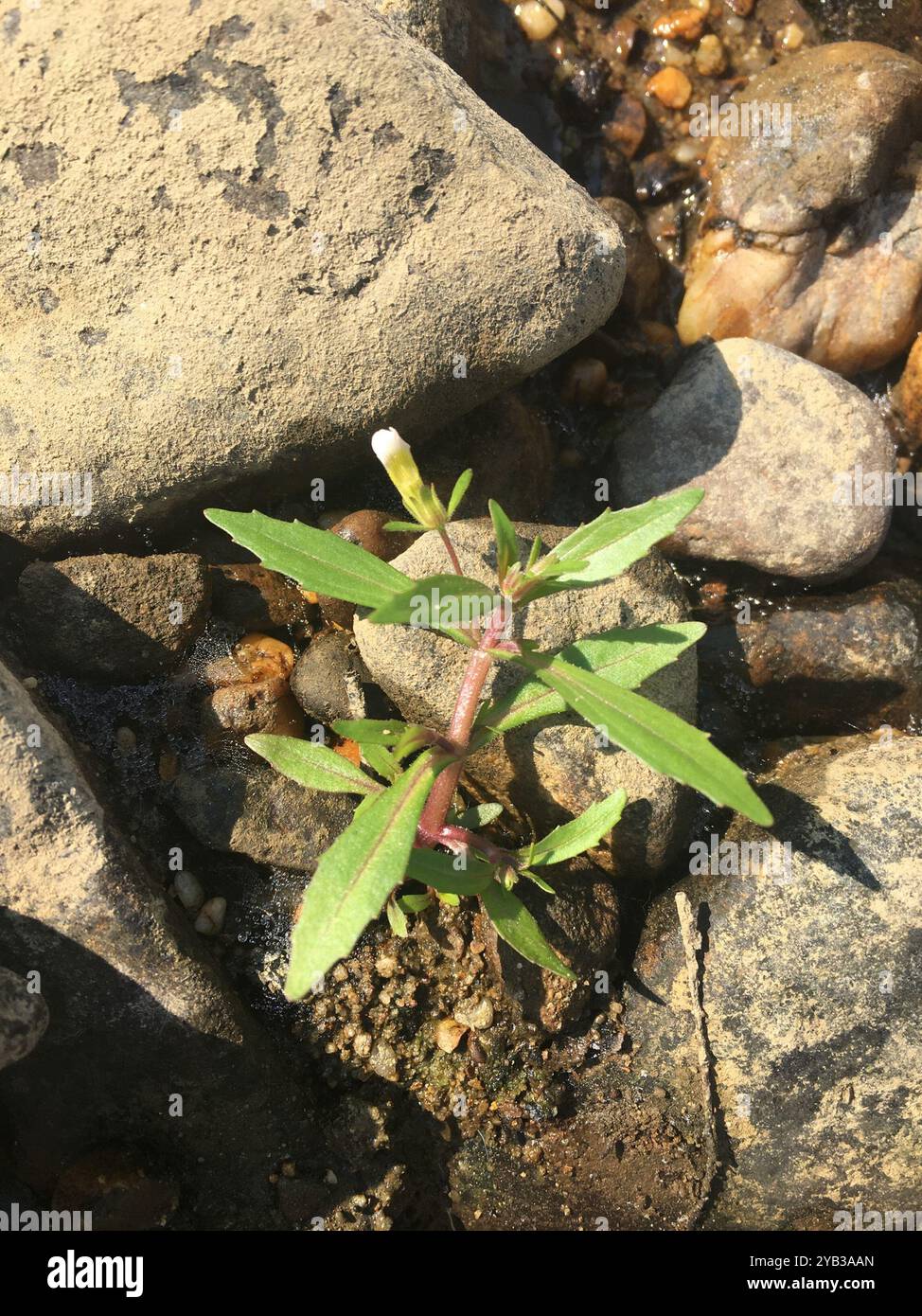 clammy hedge-hyssop (Gratiola neglecta) Plantae Stock Photo - Alamy